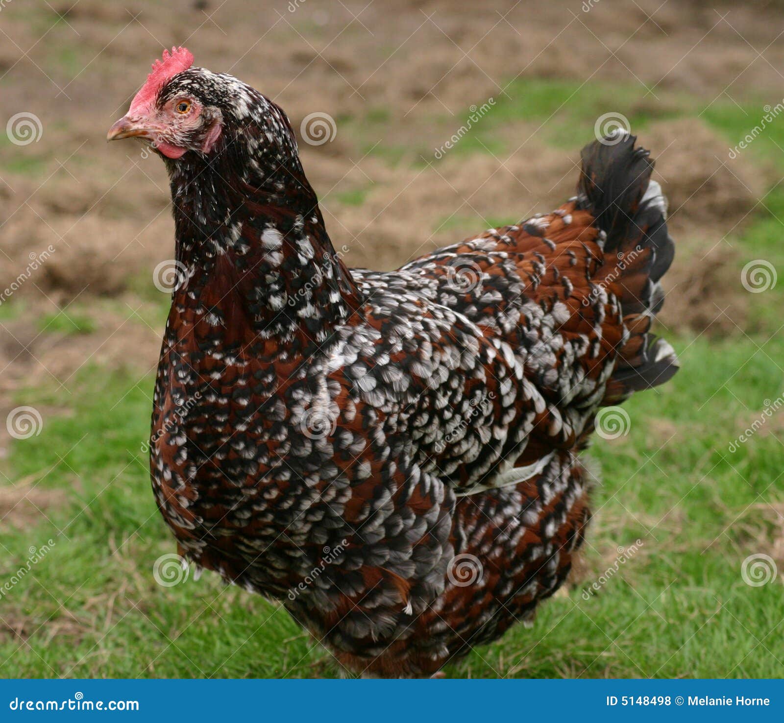 1,047 Speckled Chick Stock Photos - Free & Royalty-Free Stock Photos ...