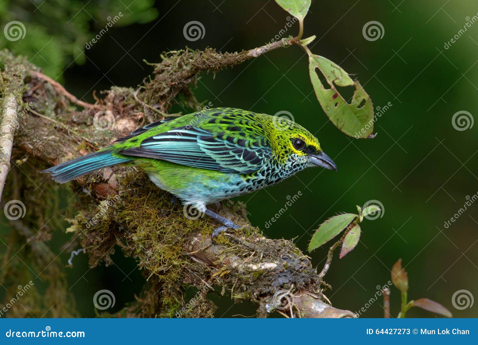 Speckled Tanager in Costa Rica Stock Image - Image of male, front: 64427273