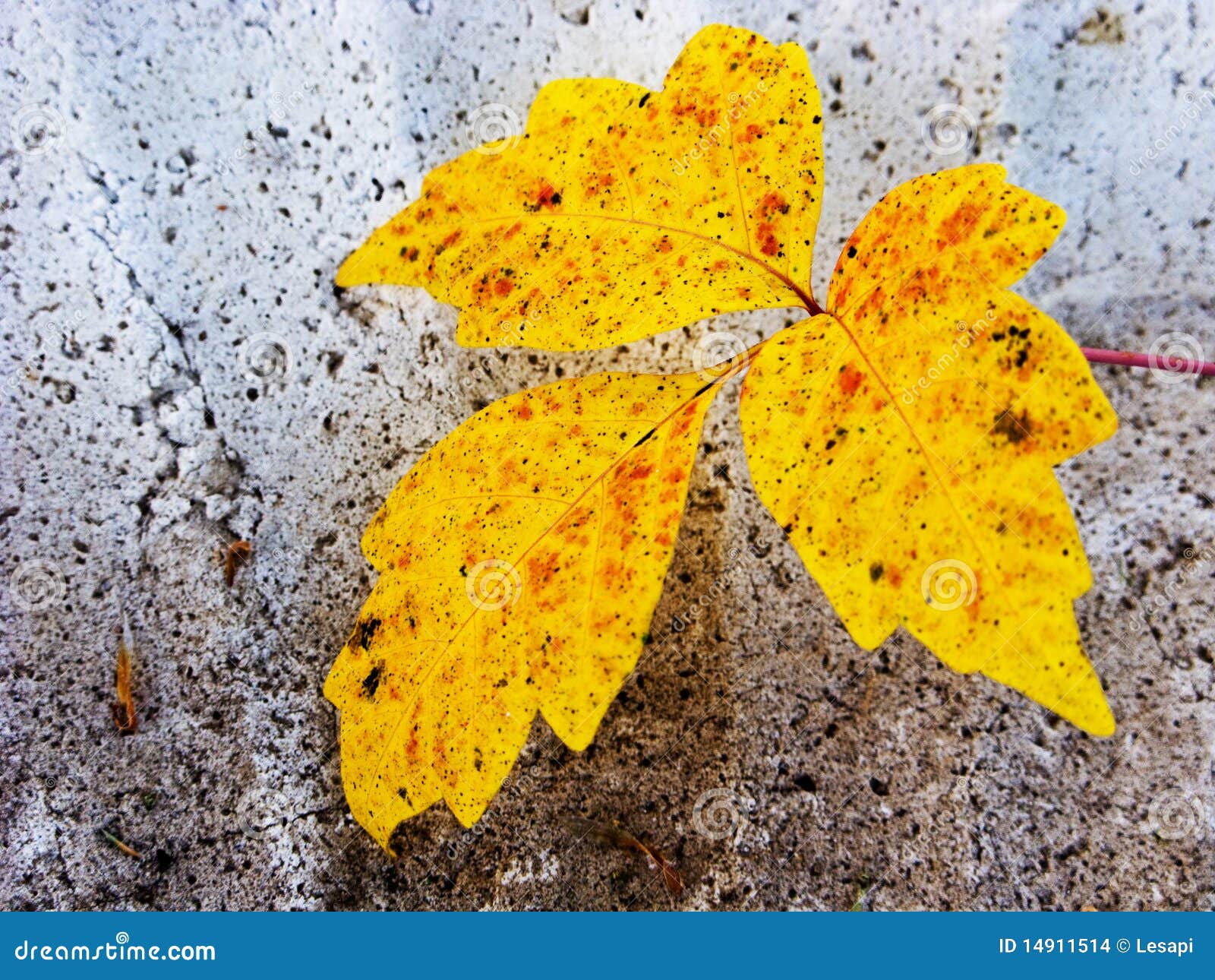 Speckled yellow fall leaf stock photo. Image of soft - 14911514