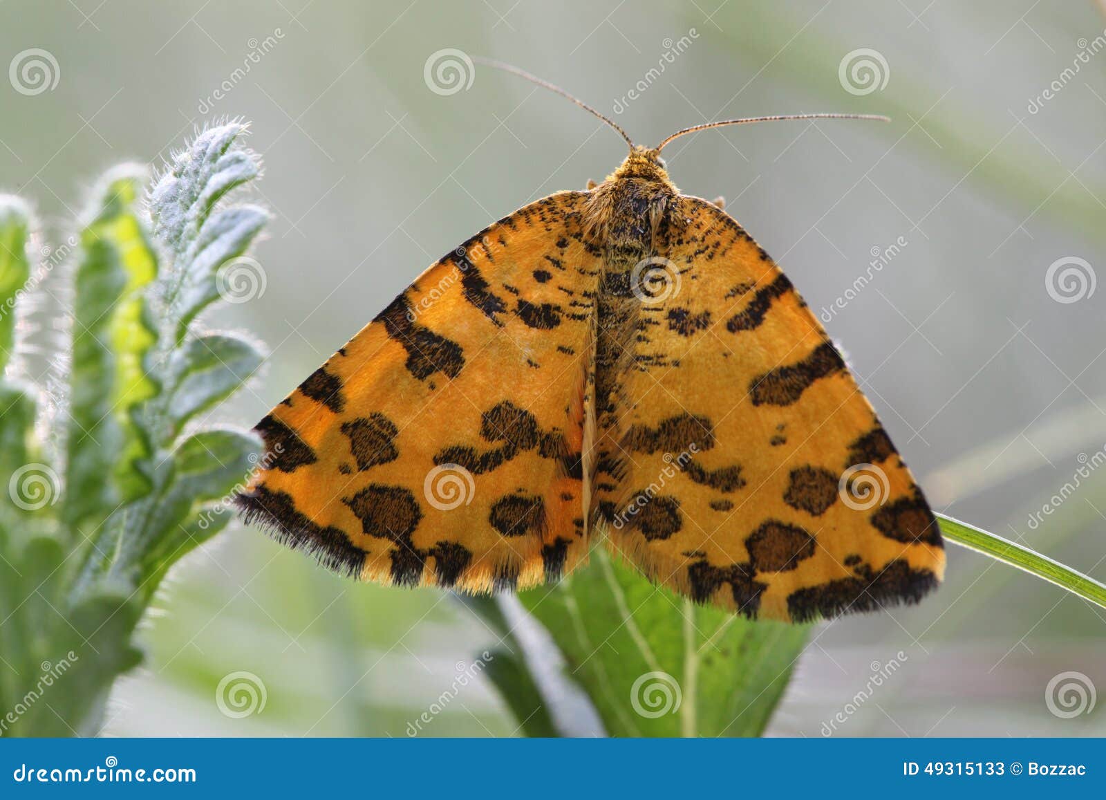 Yellow Moth On Leaf Stock Photography | CartoonDealer.com #55026158
