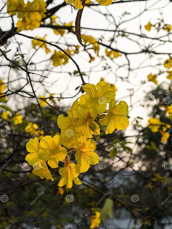 Spectabilis Tabebuia стоковое изображение. изображение насчитывающей ...