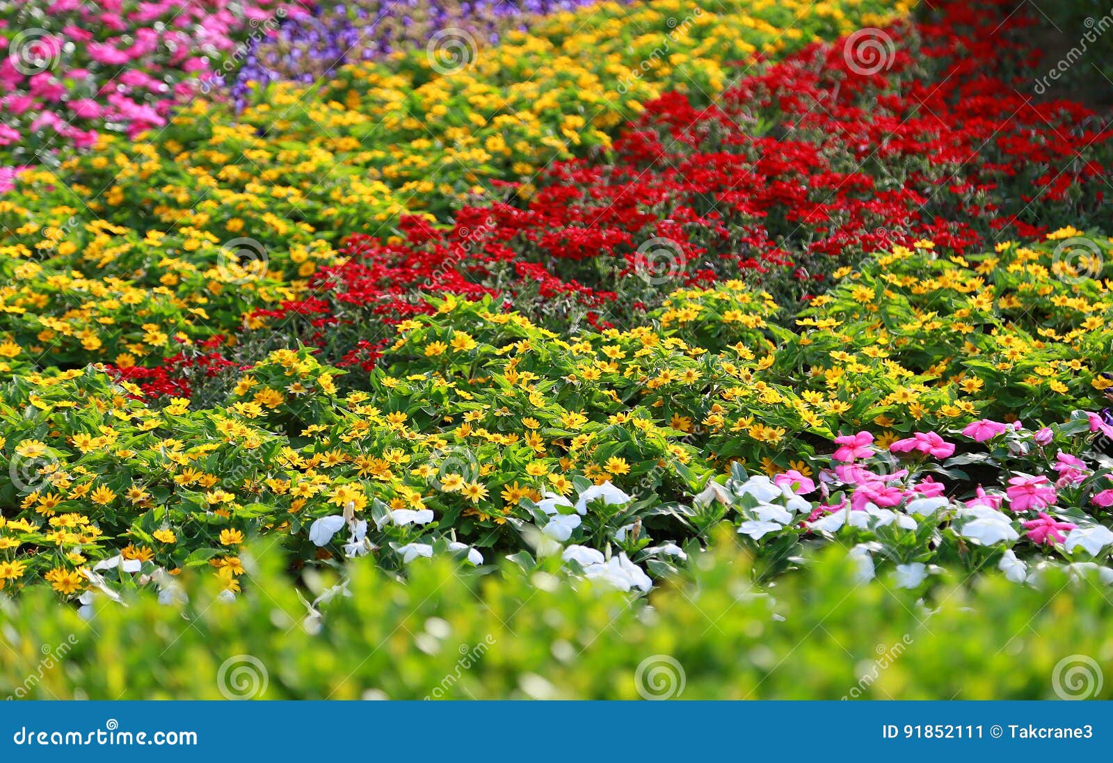 Spectacle of Colorful Flower Garden Stock Image - Image of view ...