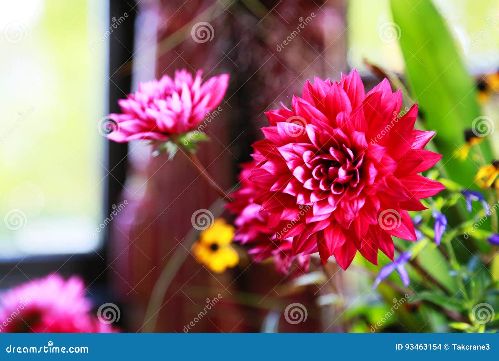 Spectacle of Red Flowers at the Window Stock Photo - Image of sight ...