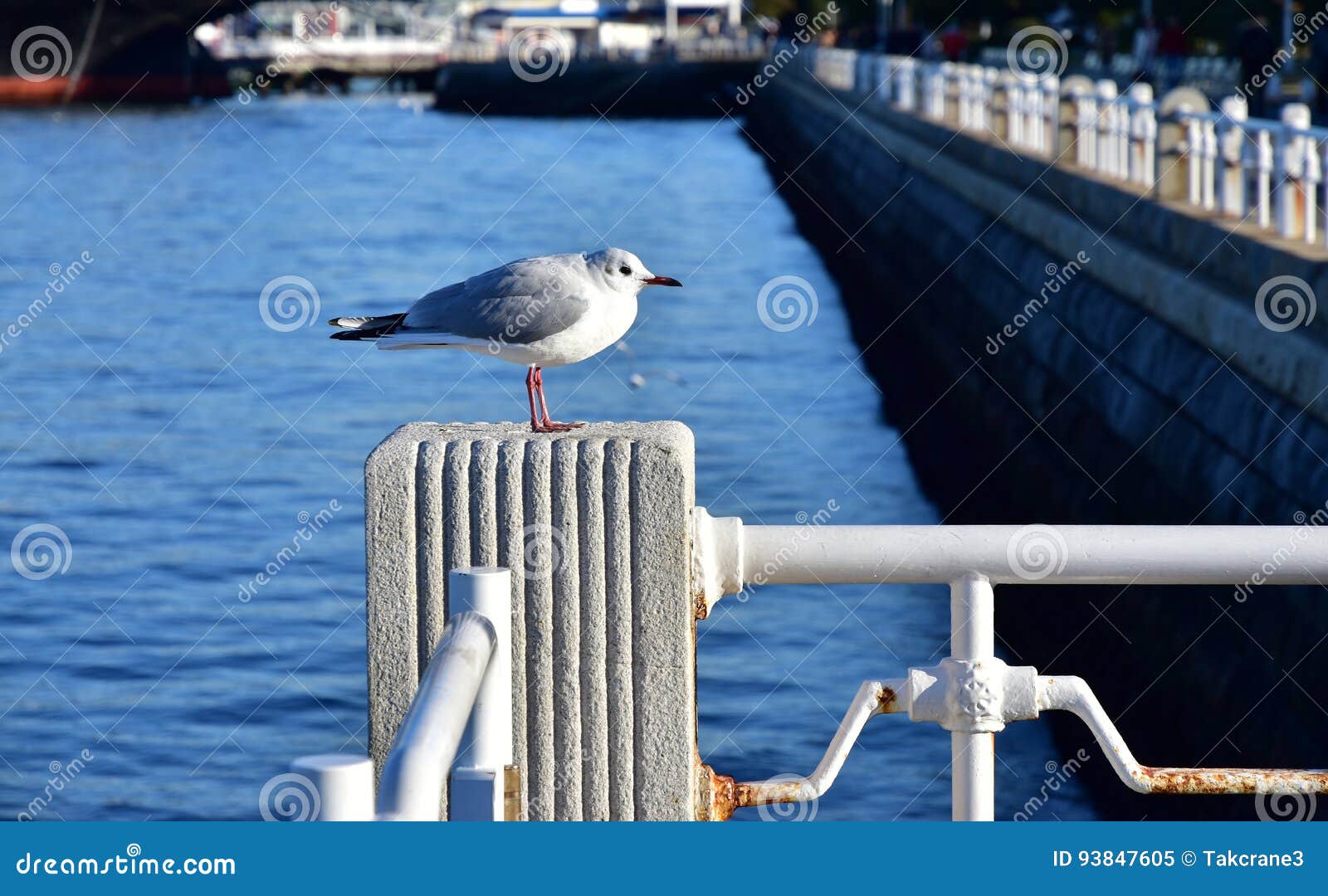 Spectacle of Sea Bird at the Harbor Stock Image - Image of japan, scene ...