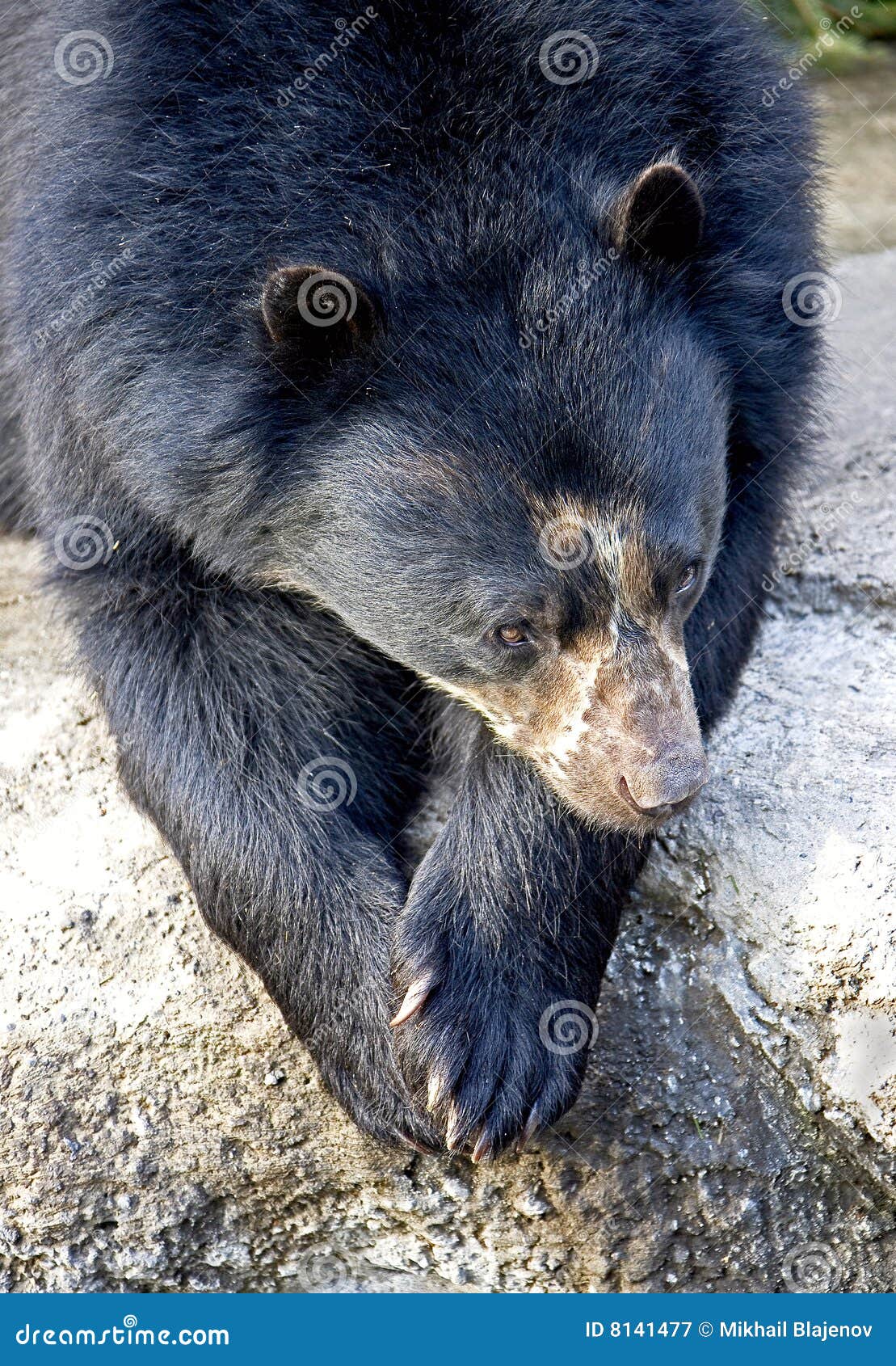 Spectacled Bear 1 stock image. Image of funny, view, tree - 8141477
