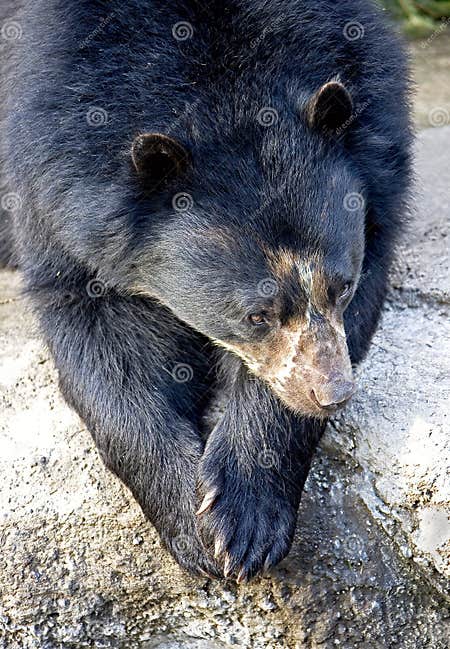 Spectacled Bear 1 stock image. Image of funny, view, tree - 8141477