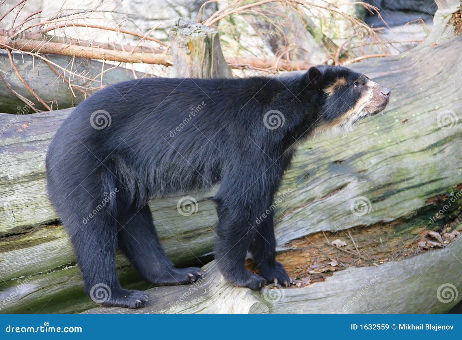 Spectacled Bear 10 stock image. Image of growl, funny - 1632559