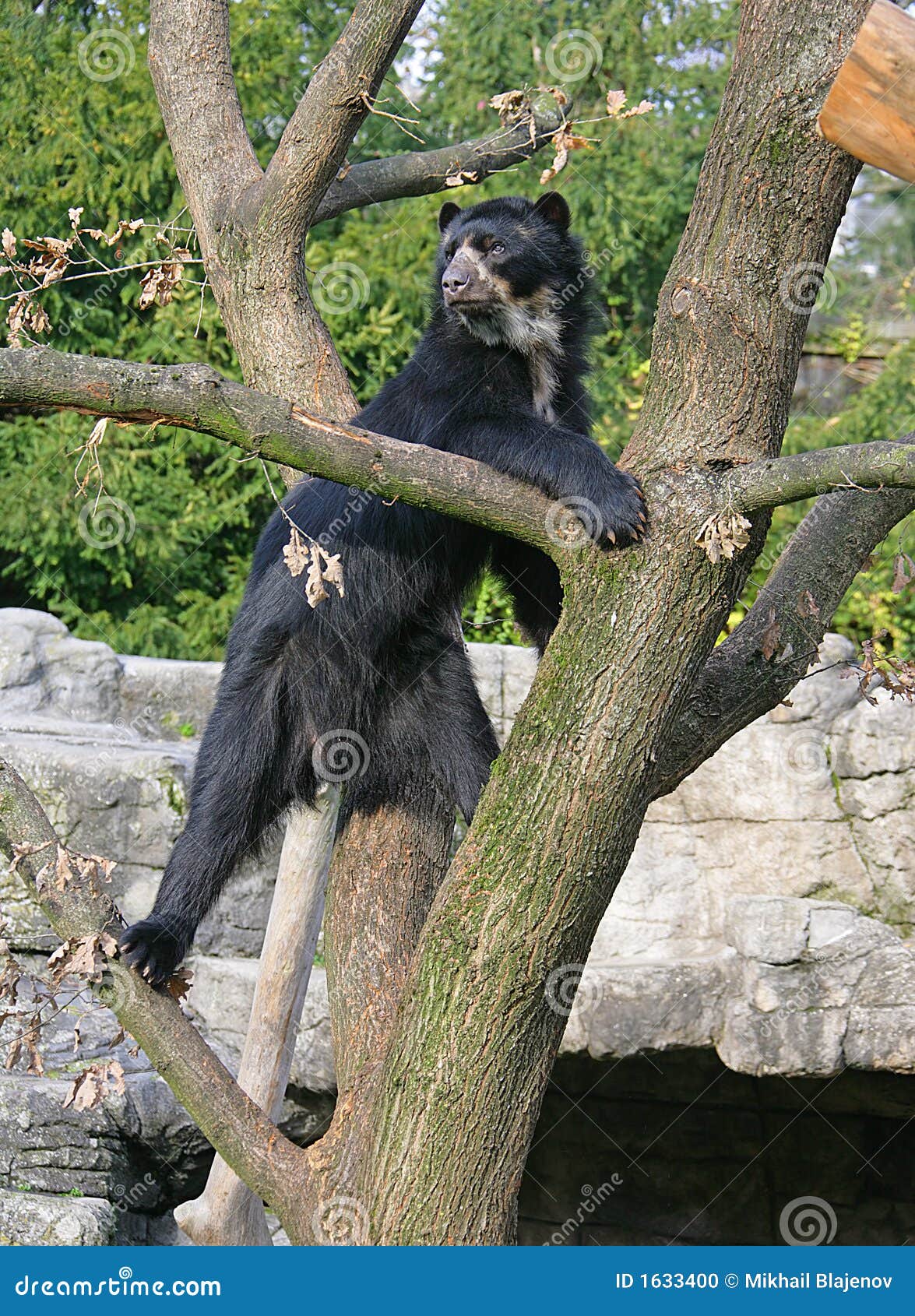 Spectacled Bear 12 stock photo. Image of portrait, funny - 1633400