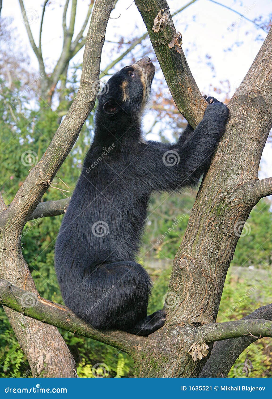 Spectacled Bear 13 stock image. Image of branch, nice - 1635521