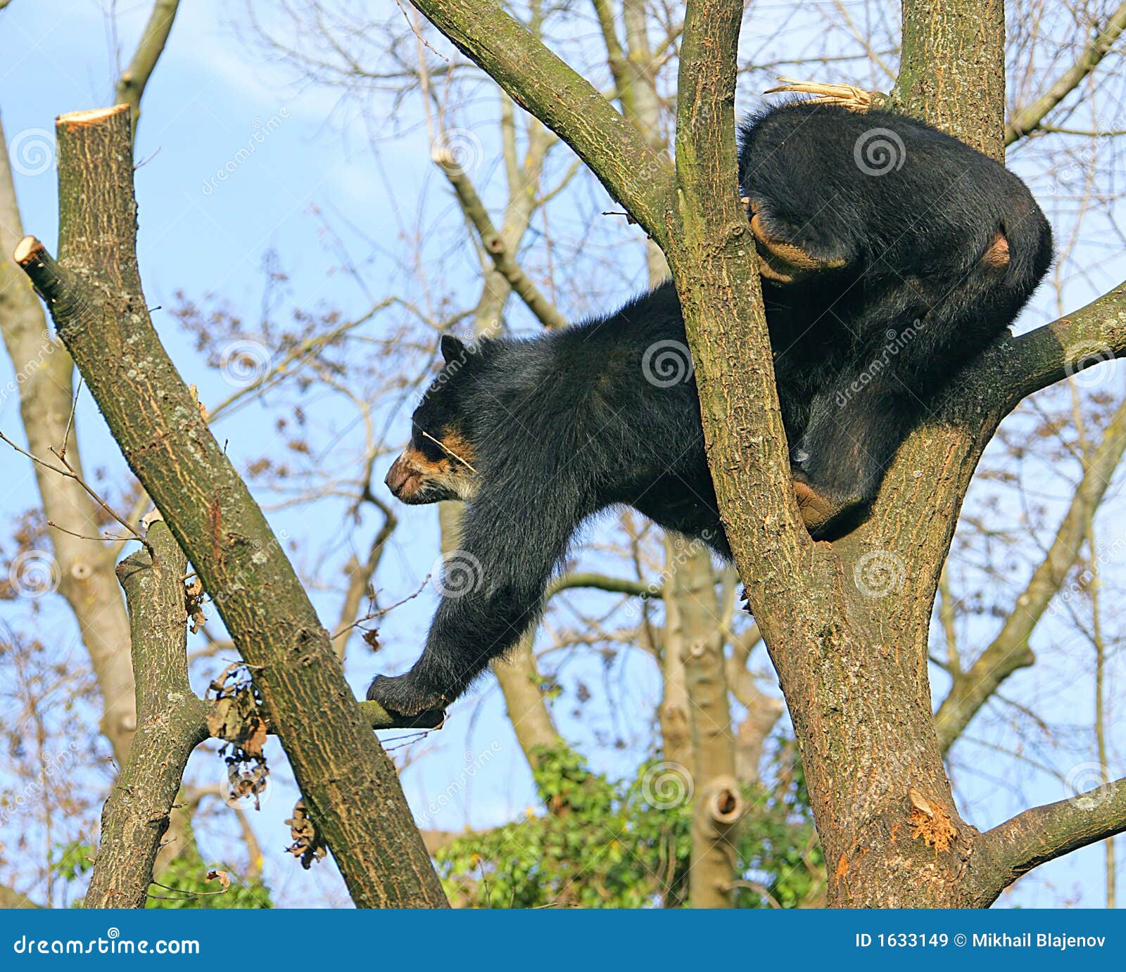 Spectacled Bear 15 stock image. Image of snarl, bear, growl - 1633149