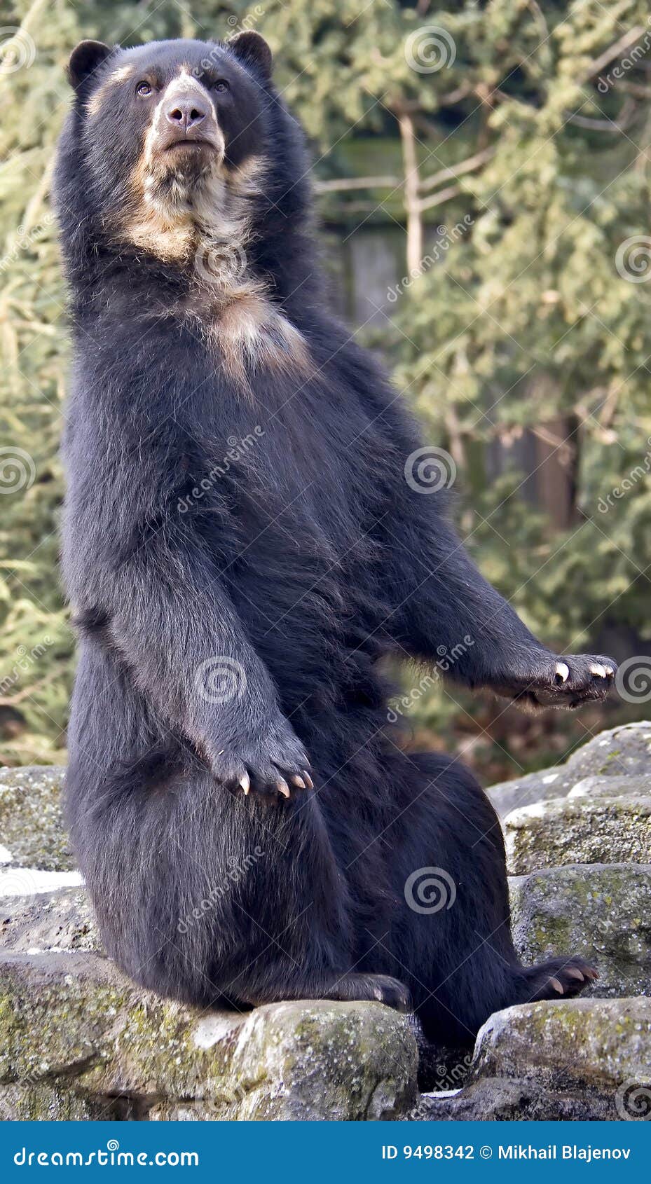 Spectacled Bear 2 stock photo. Image of snarl, portrait - 9498342