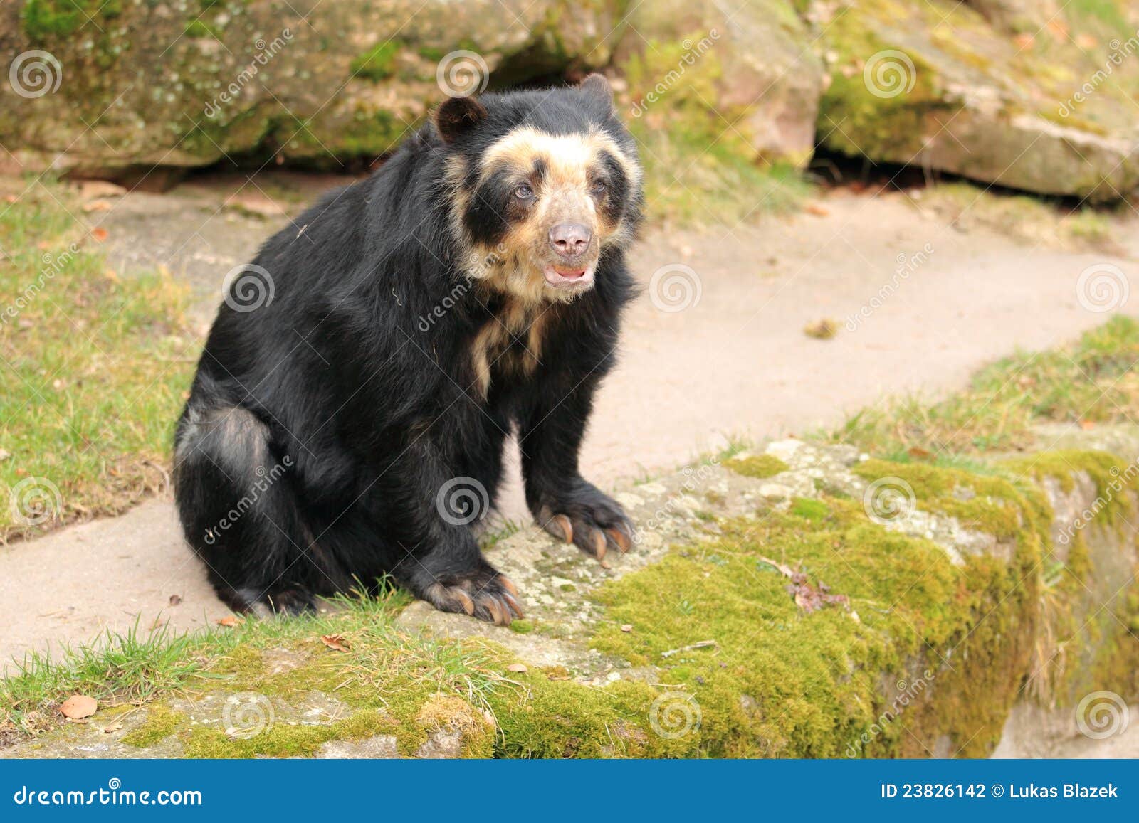 Spectacled bear stock photo. Image of bear, nature, faced - 23826142