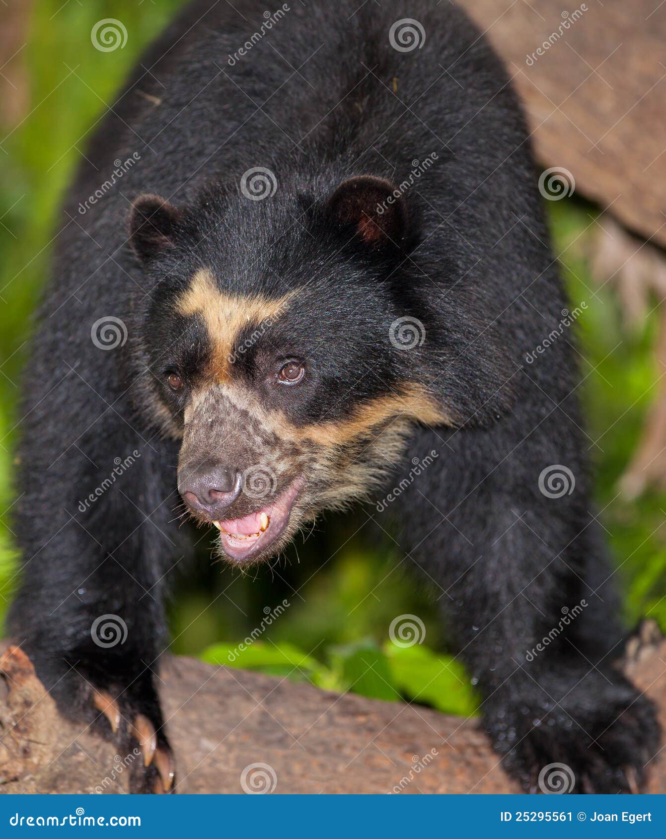 Spectacled Bear stock image. Image of fauna, creature - 25295561