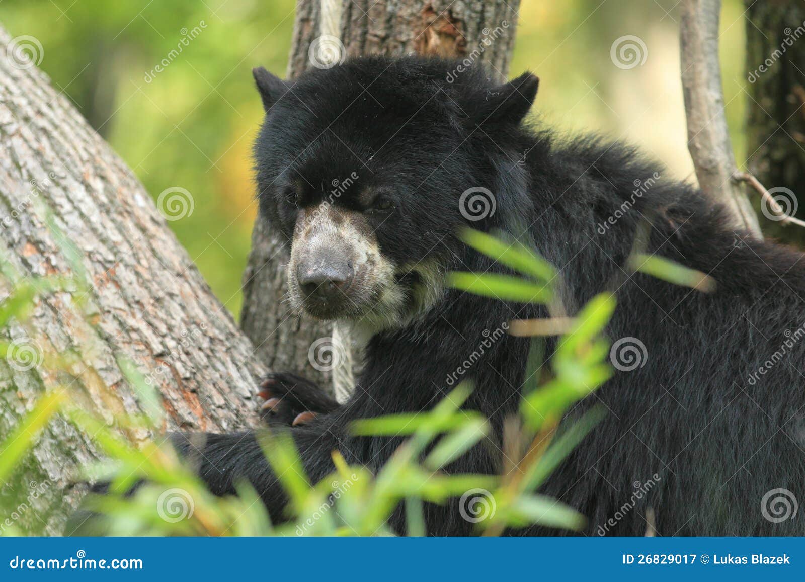 Spectacled bear stock image. Image of tremarctos, predatory - 26829017