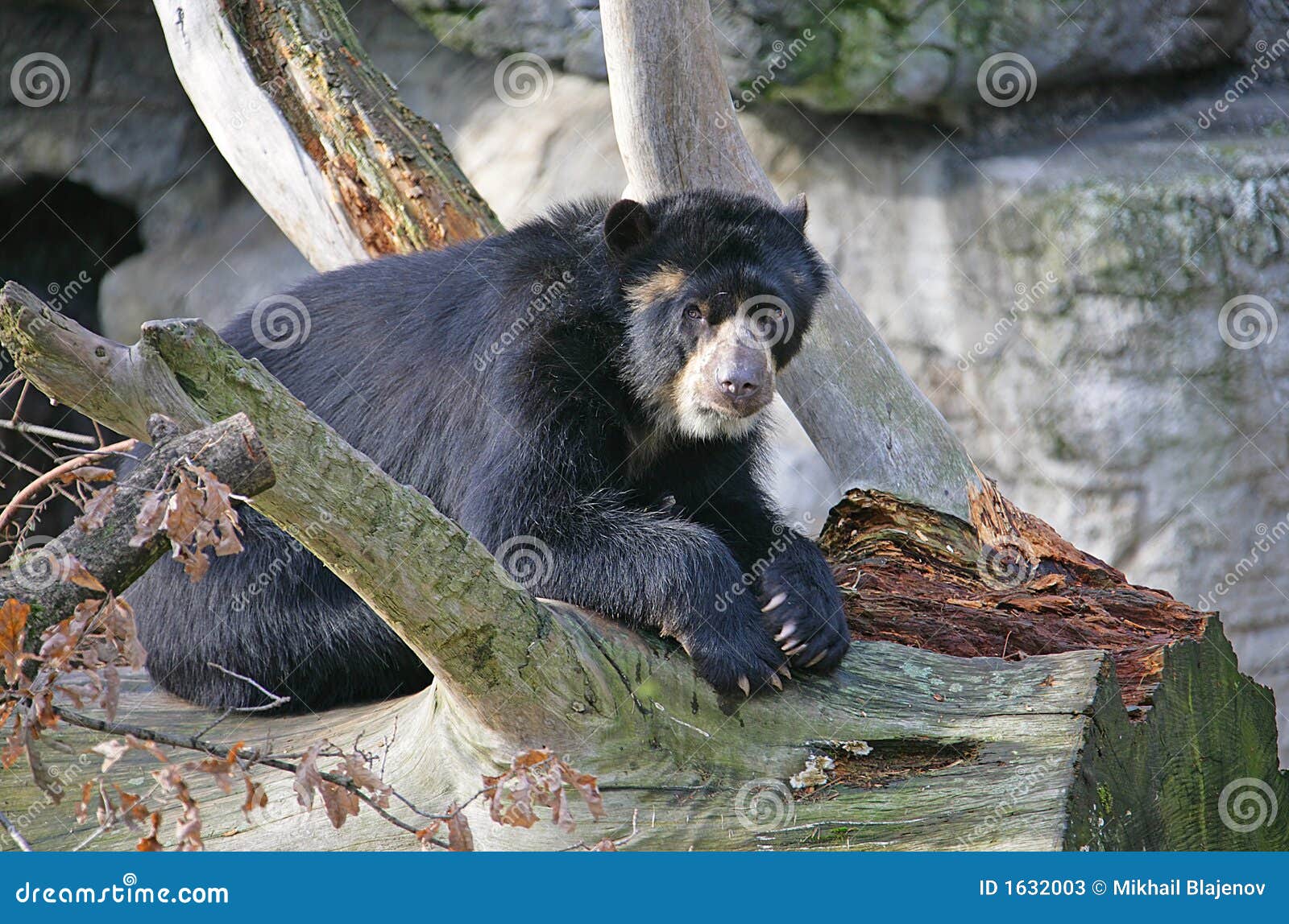 Spectacled Bear 7 stock image. Image of claw, nice, tree - 1632003