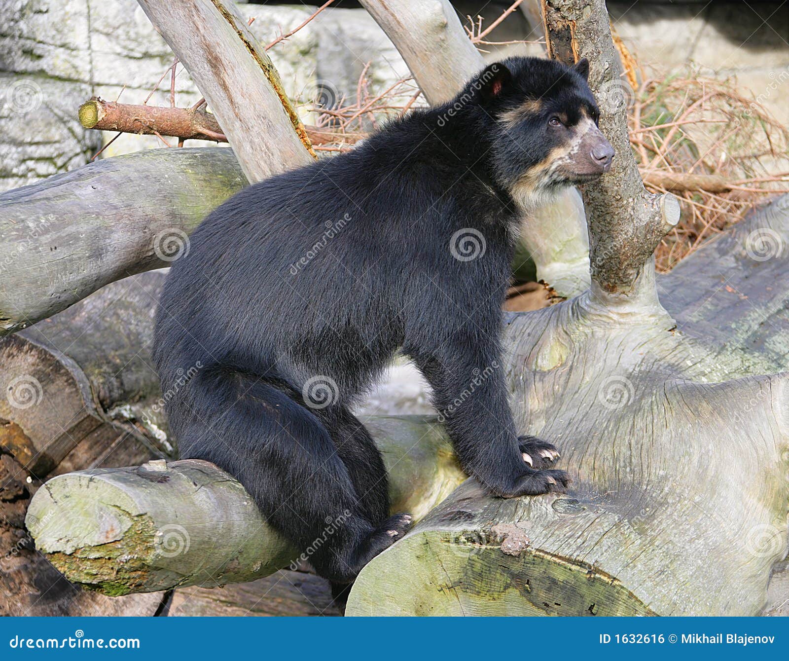 Spectacled Bear 8 stock photo. Image of animal, view, nature - 1632616