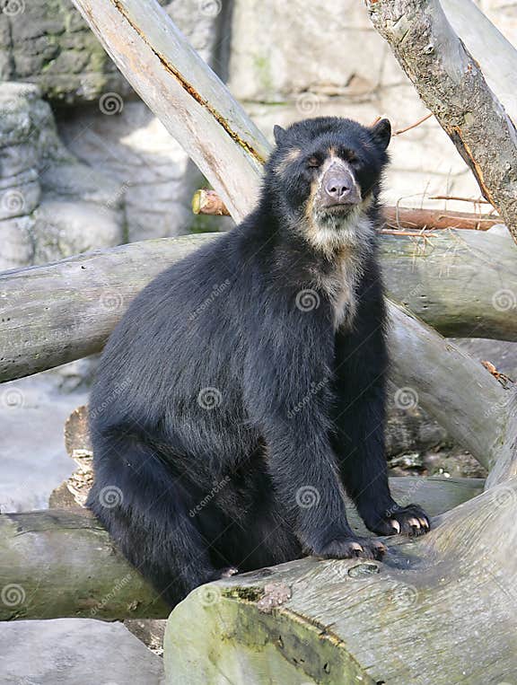 Spectacled Bear 9 stock photo. Image of portrait, claw - 1632506