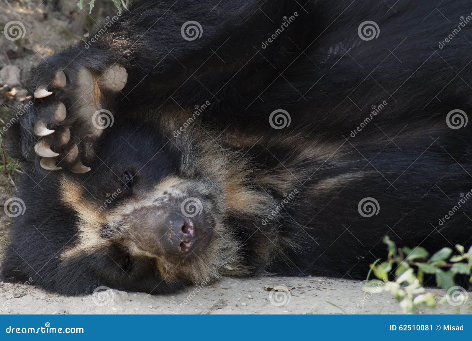 Spectacled Bear stock image. Image of nose, claws, tremarctos - 62510081