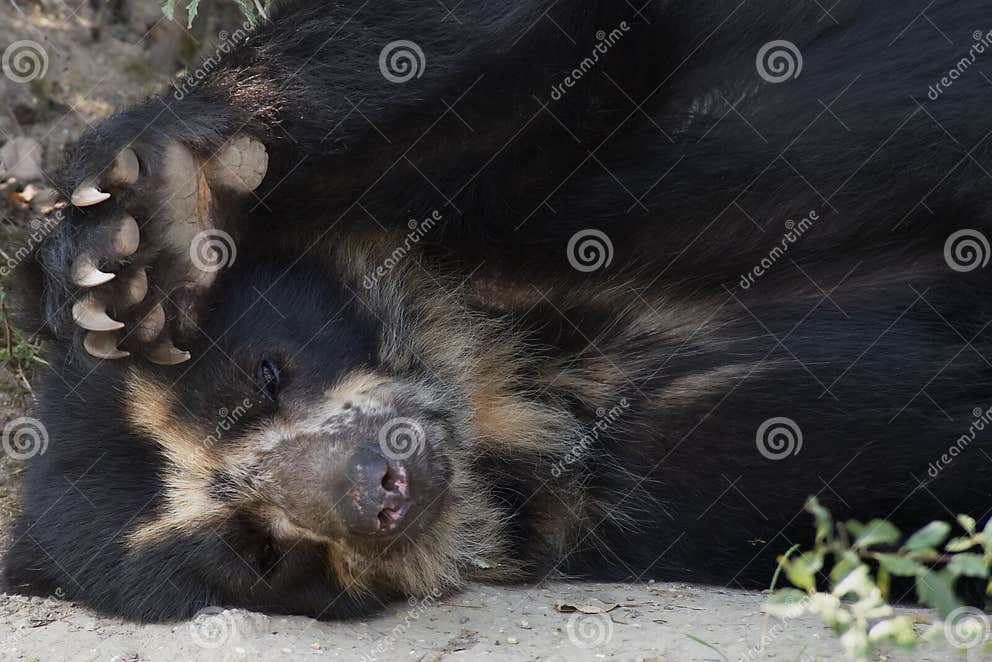 Spectacled Bear stock image. Image of nose, claws, tremarctos - 62510081