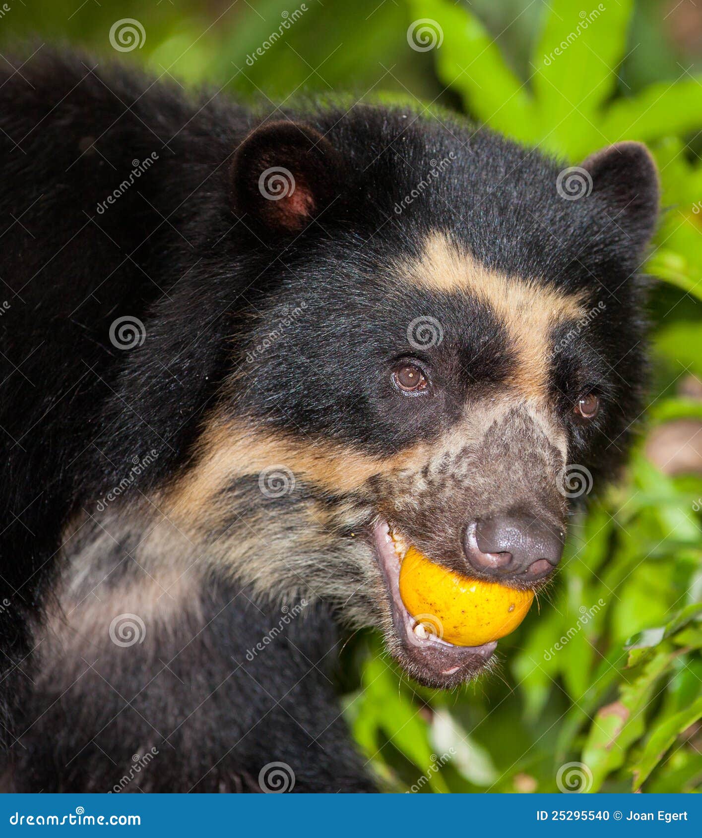 Spectacled Bear with fruit stock photo. Image of eating - 25295540