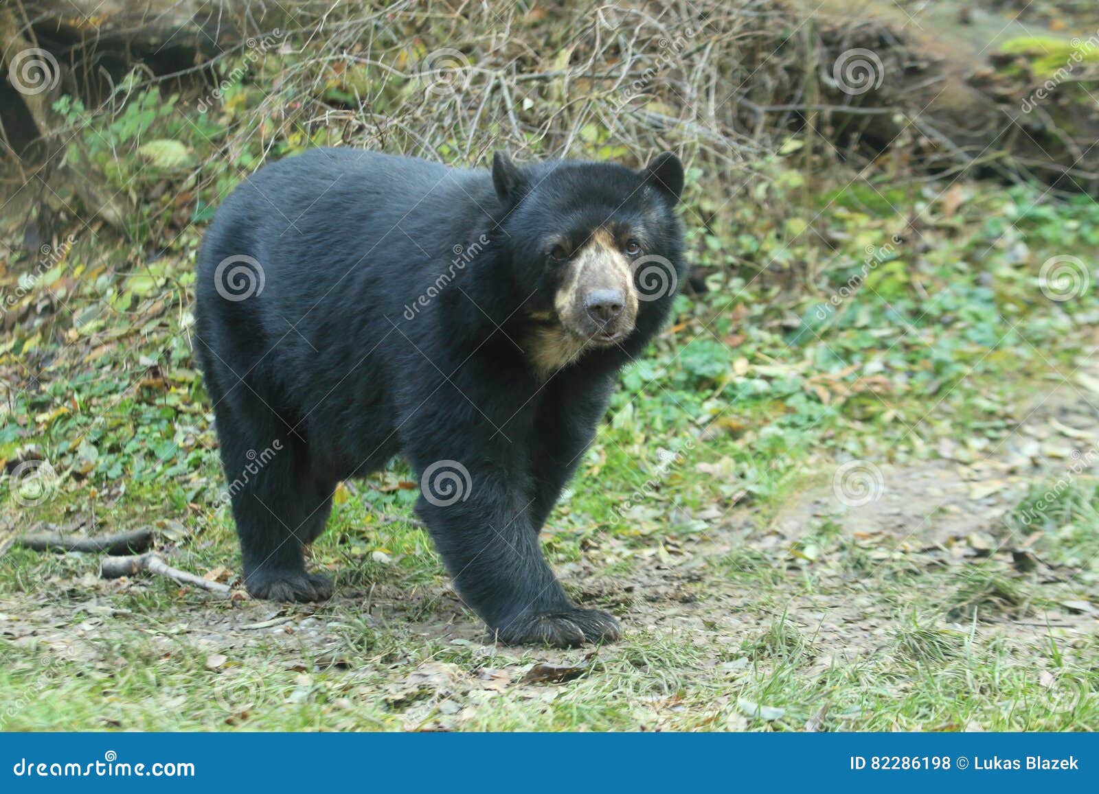 Spectacled bear stock photo. Image of spectacled, adult - 82286198