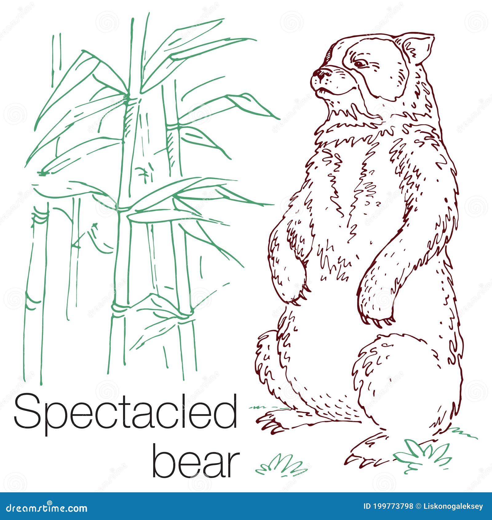 Spectacled Bear Hand Drawing. Vintage Engraving Style. Vector ...