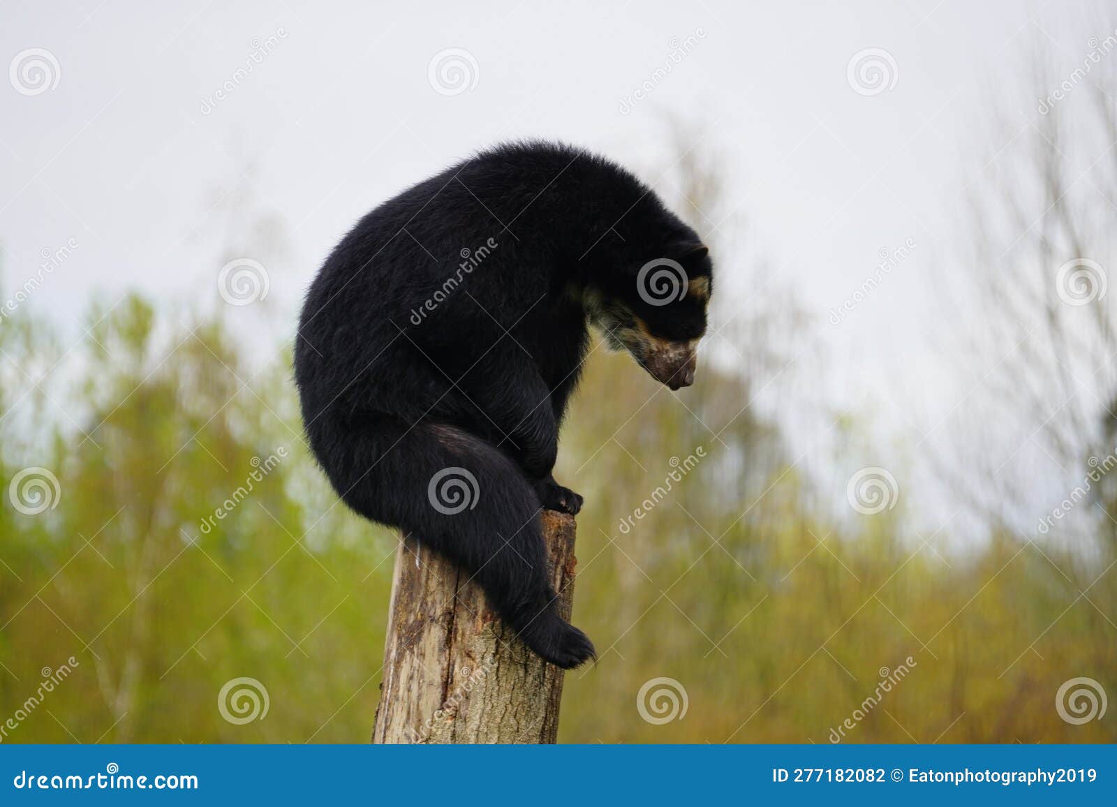 Spectacled Bear Looking Out Stock Photo - Image of mammal, carnivora ...