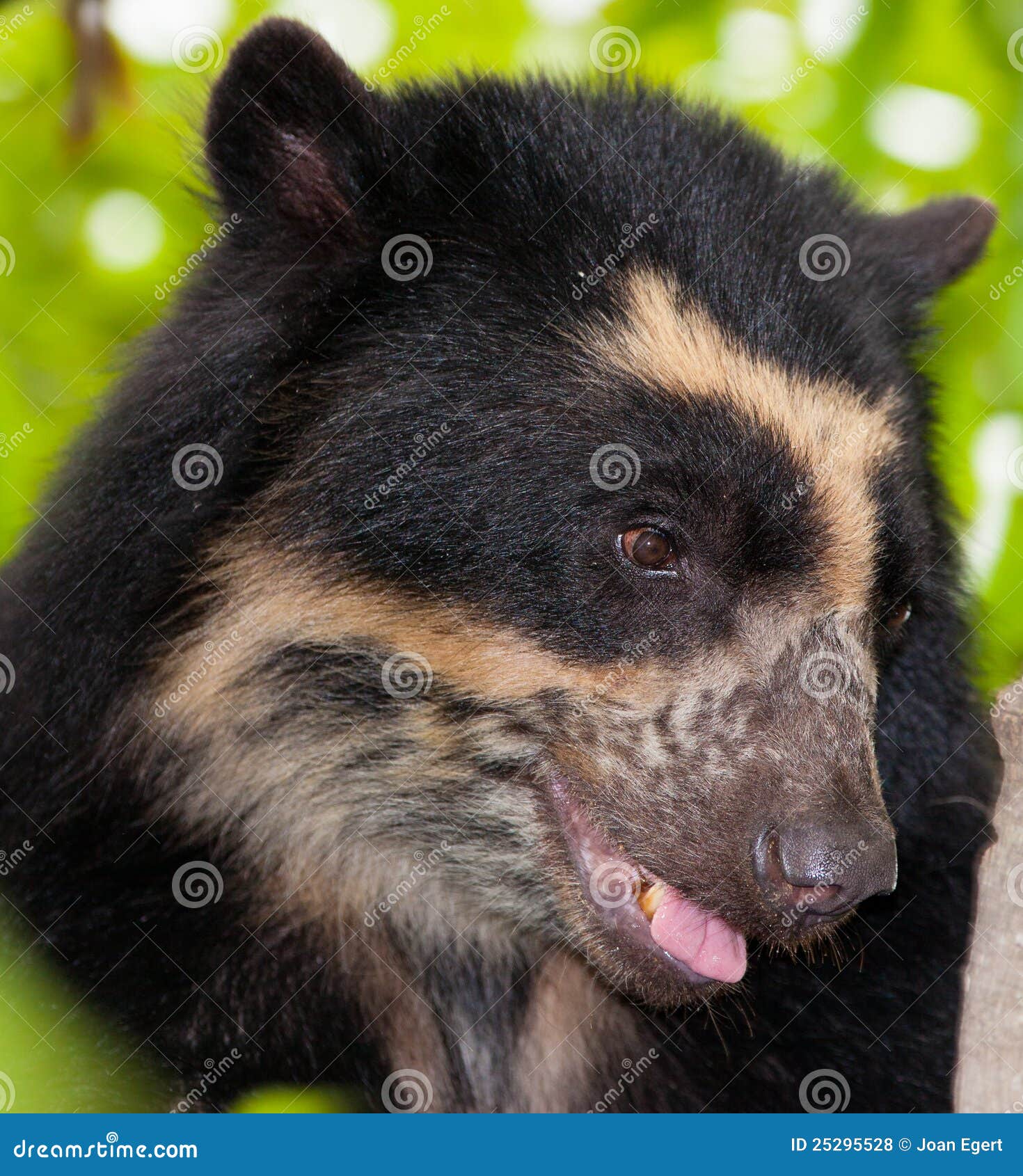 Spectacled Bear s face stock photo. Image of peruvian - 25295528