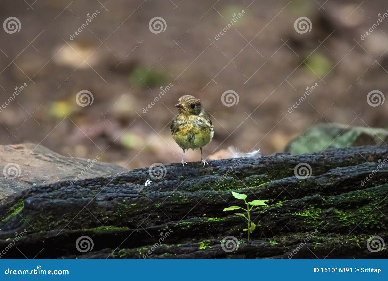 Spectacled Bulbul Pycnonotus Erythropthalmos in Borneo Stock Image ...