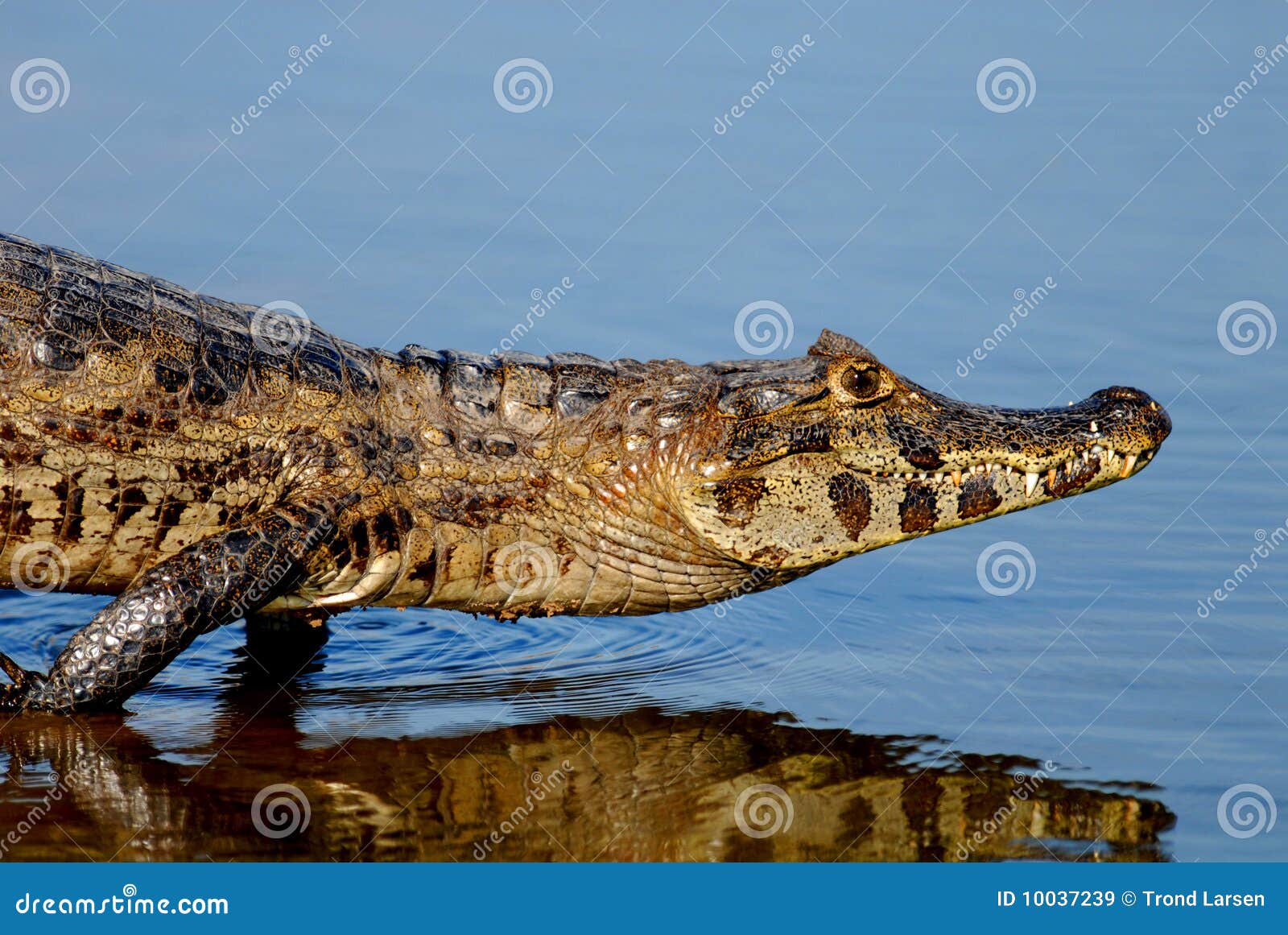 Spectacled caiman stock image. Image of swim, alligator - 10037239