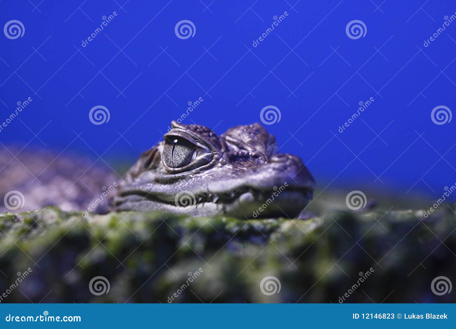 Spectacled caiman stock image. Image of crocodilus, water - 12146823