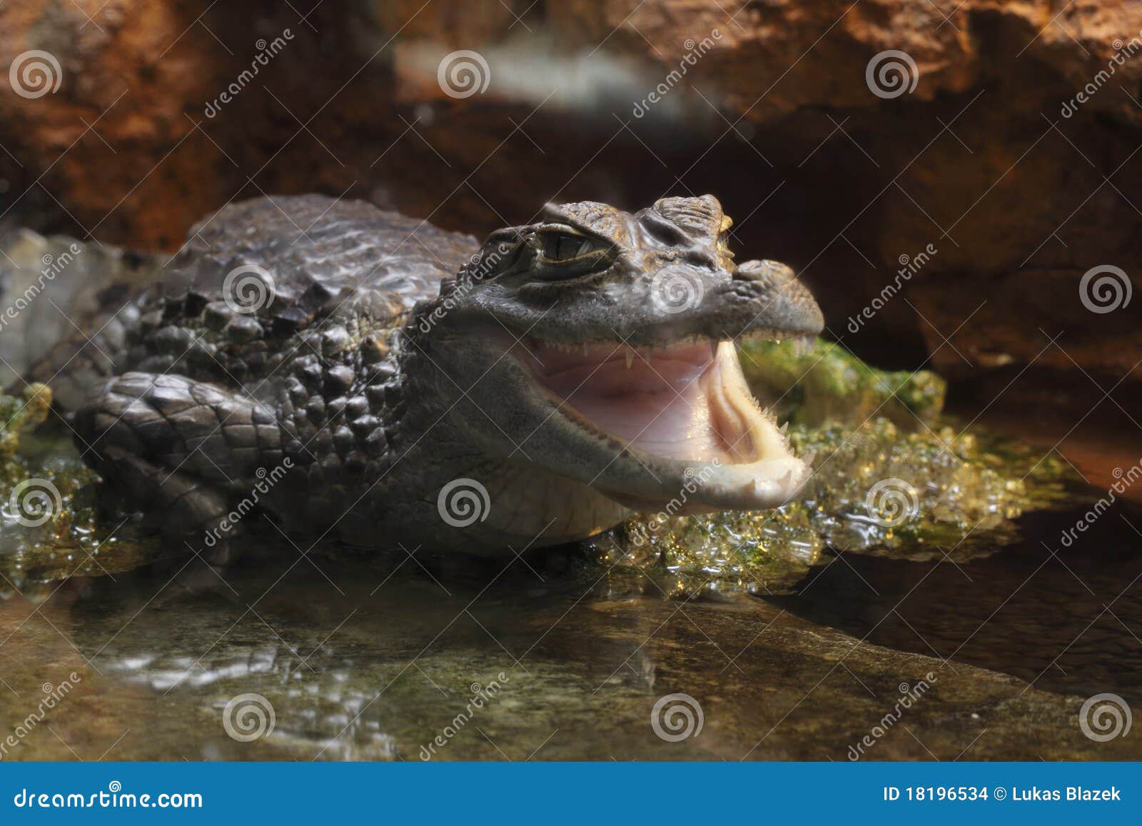 Spectacled Caiman, White Caiman, Common Caiman, Caiman Crocodilus ...