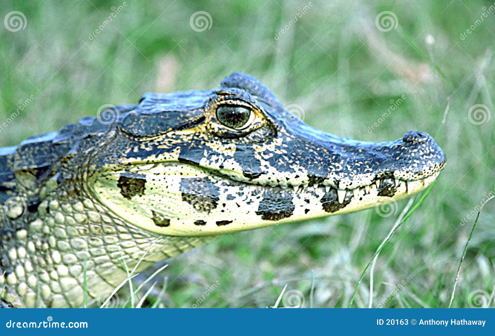 Spectacled Caiman stock image. Image of amazon, venezuela - 20163