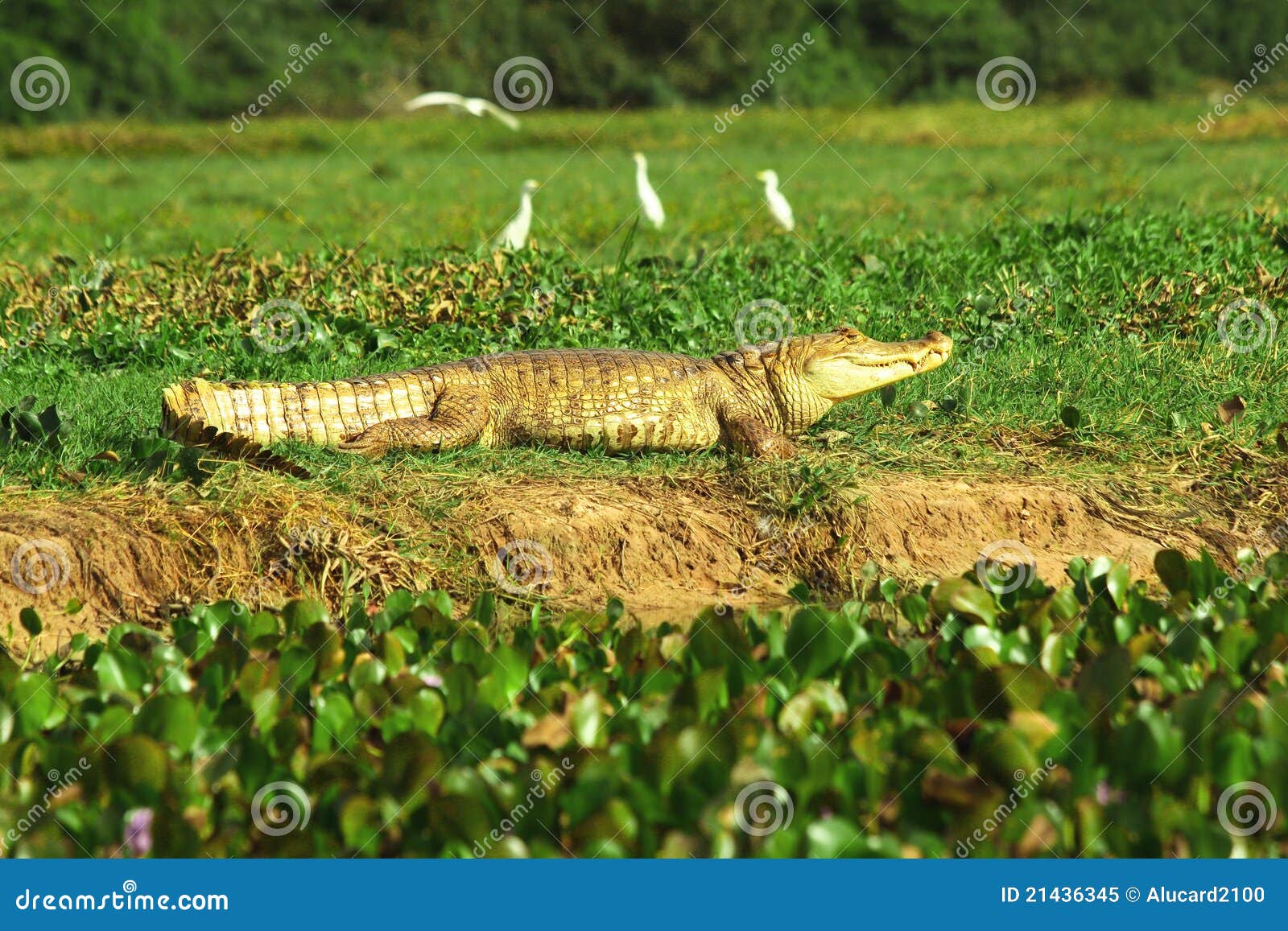 The Spectacled Caiman Caiman Crocodilus, Also Known As The White Caiman ...