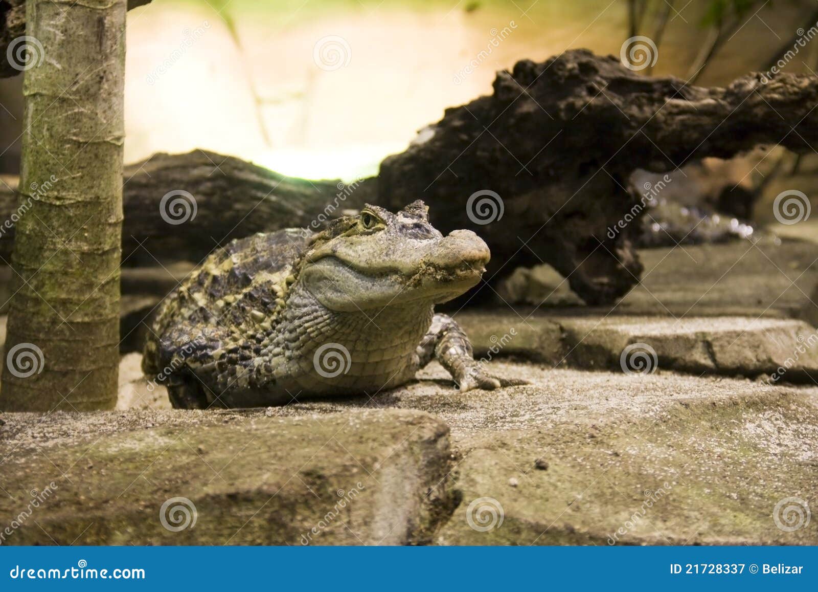 Spectacled Caiman (Caiman Crocodilus) Stock Image - Image of ...