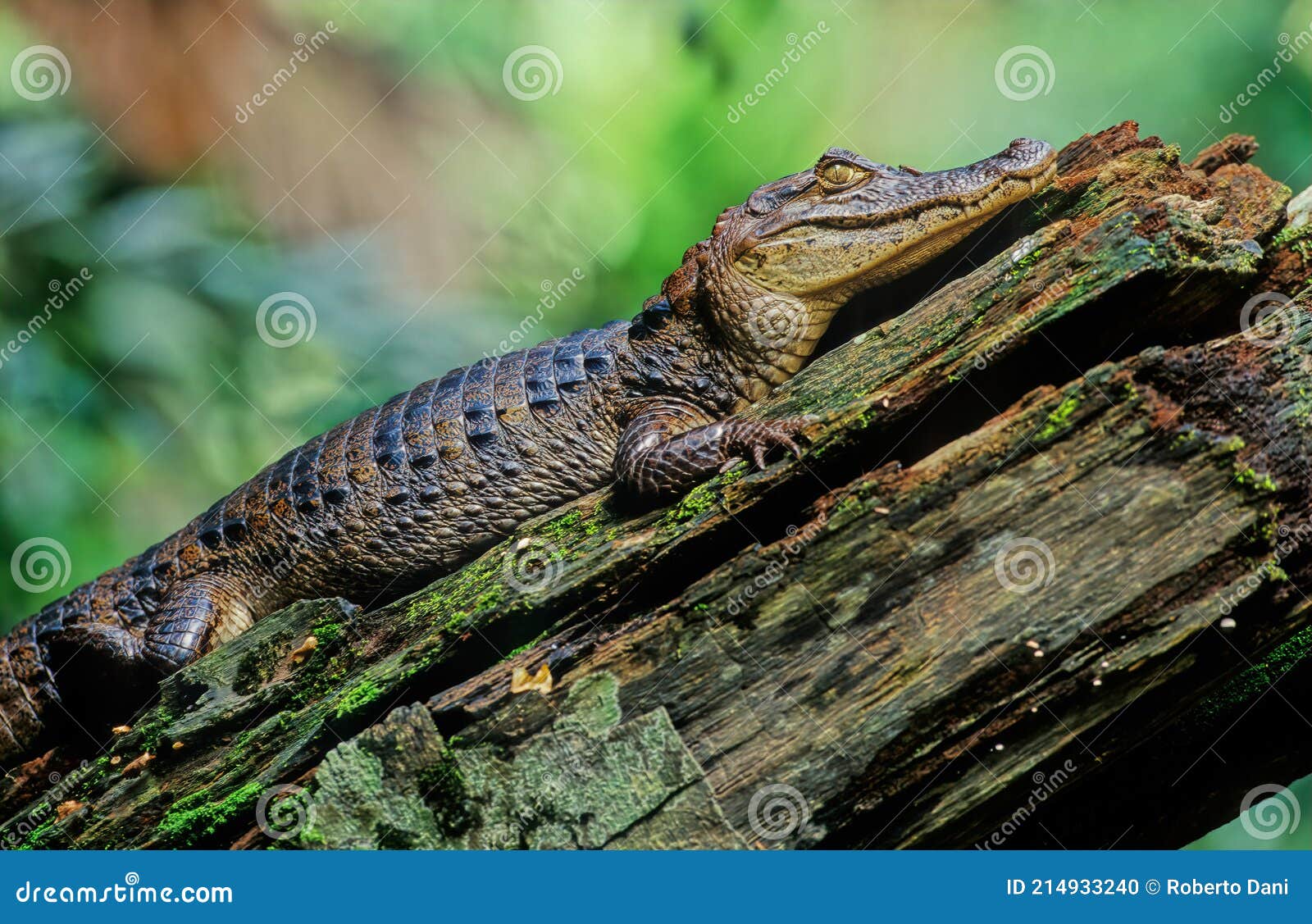 The spectacled caiman stock photo. Image of brazil, reptile - 214933240