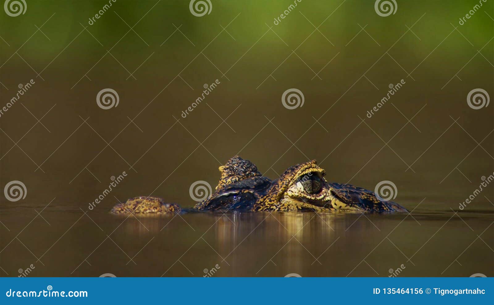 The Spectacled Caiman, Caiman Crocodilus, Also Known As the White ...