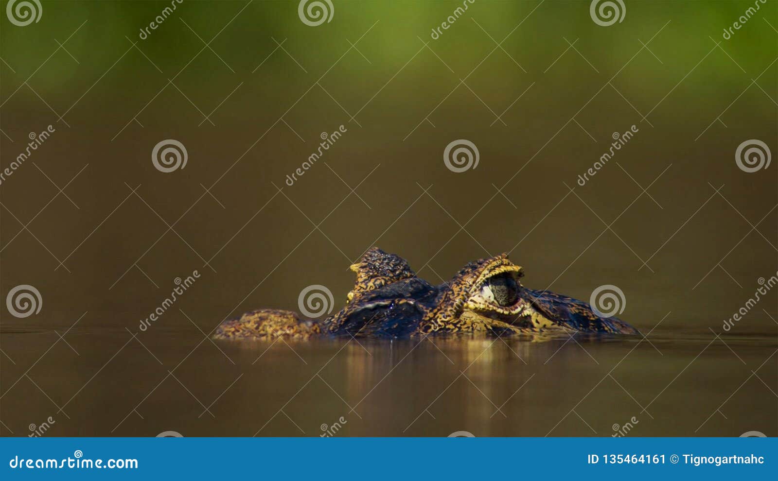 The Spectacled Caiman, Caiman Crocodilus, Also Known As the White ...