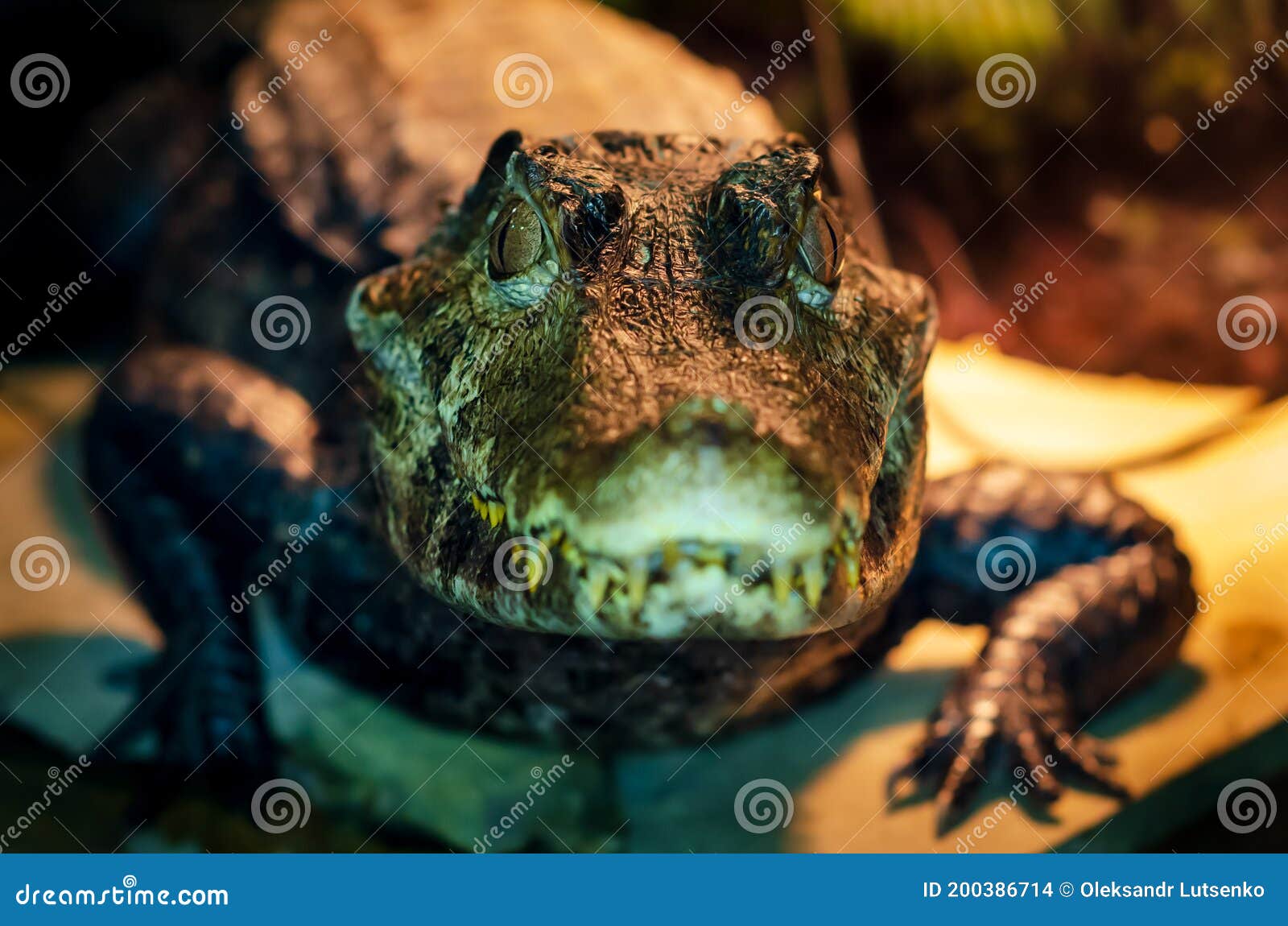 The Spectacled Caiman Caiman Crocodilus, Also Known As the White Caiman ...