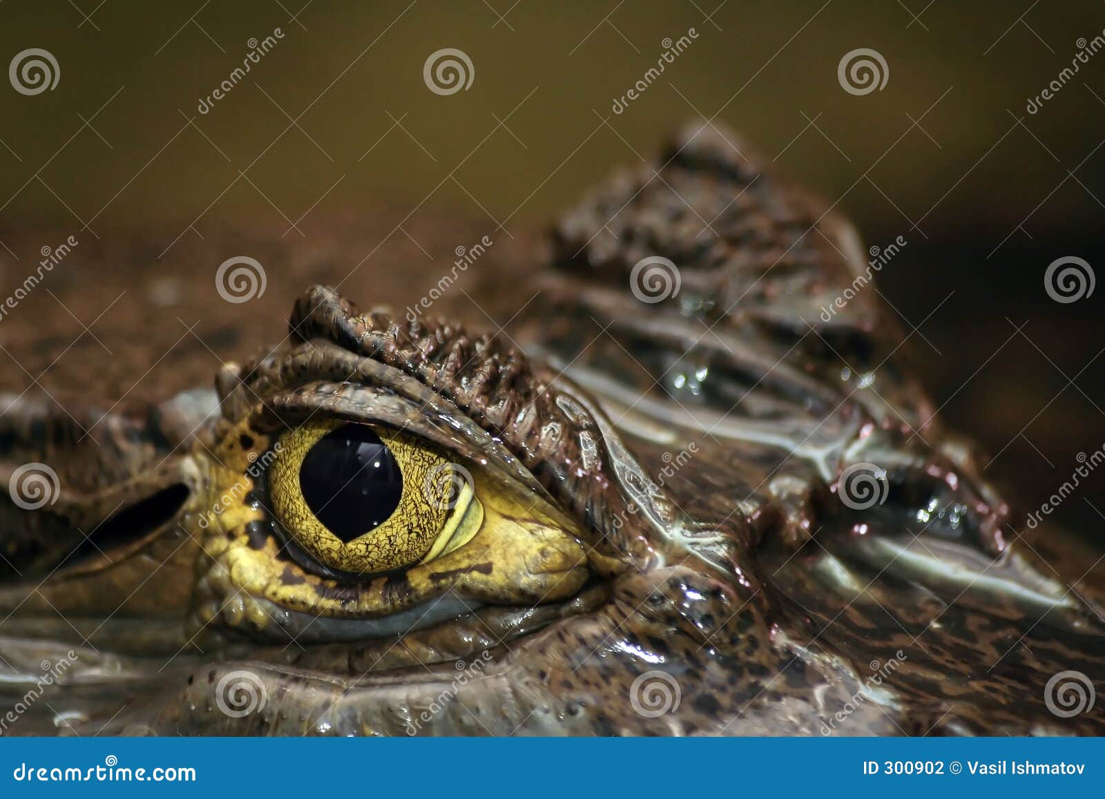 Spectacled Caiman s Eye stock photo. Image of caiman, reflect - 300902