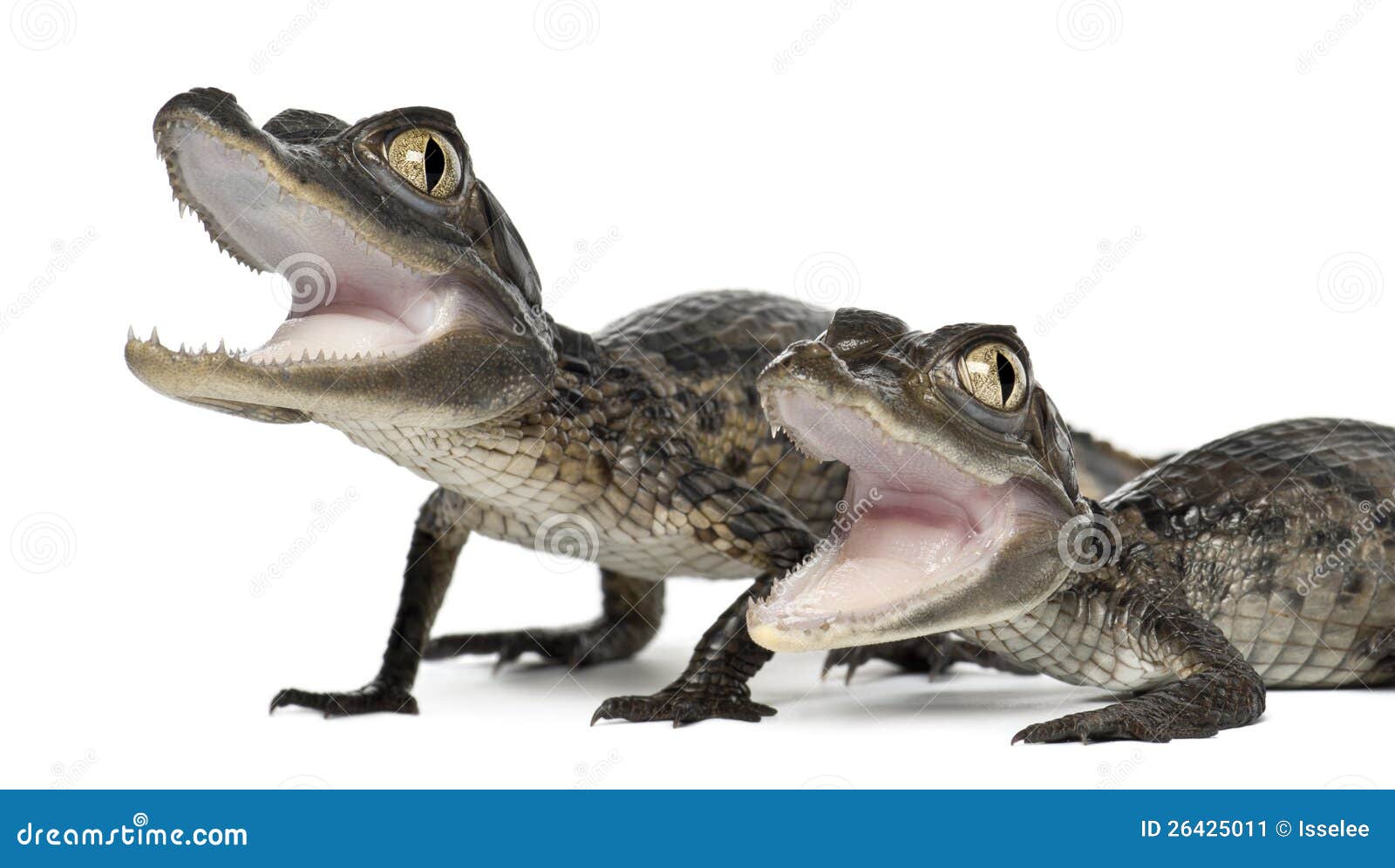 Spectacled Caimans, Caiman Crocodilus Stock Photo | CartoonDealer.com ...