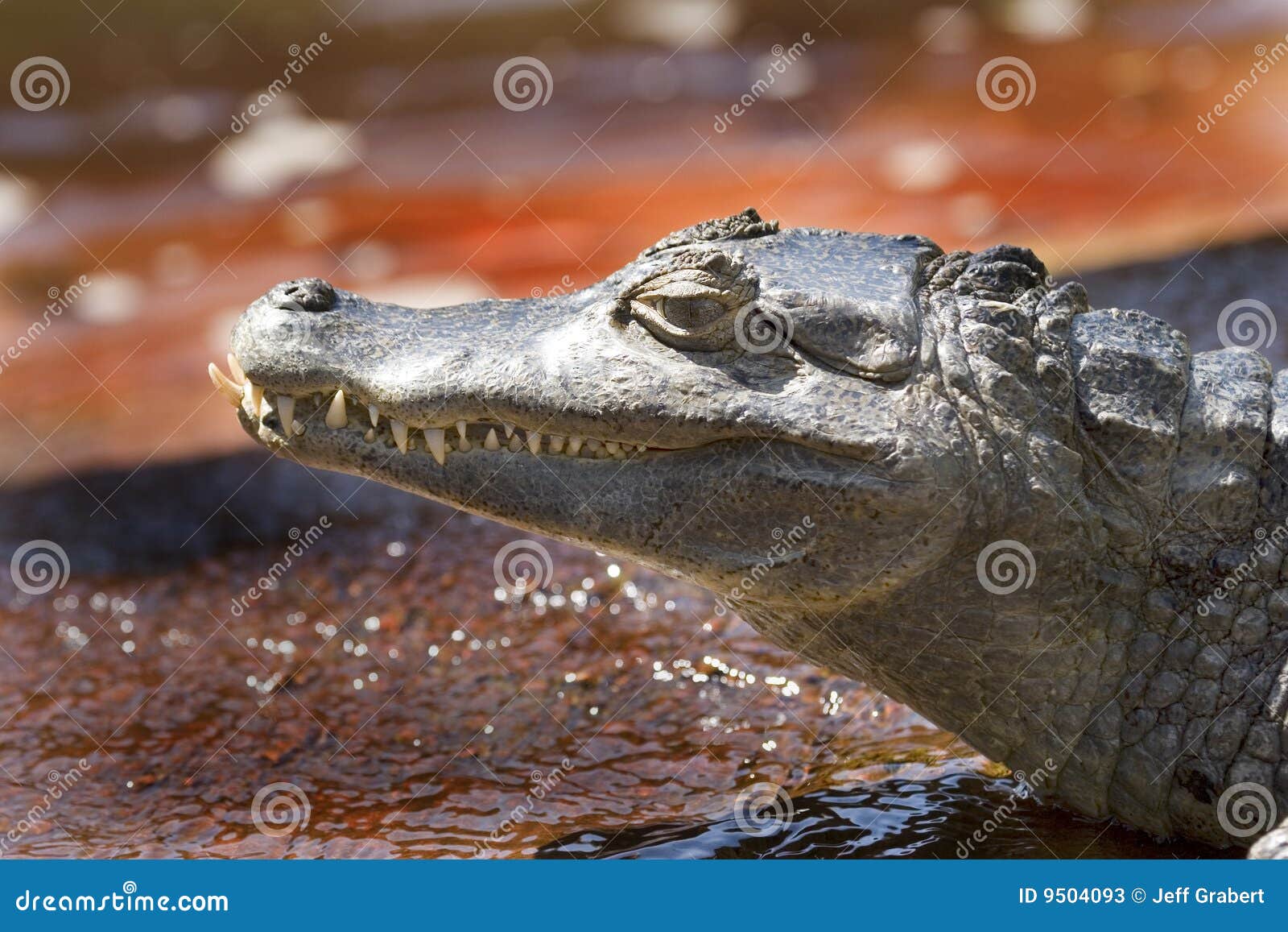 Spectacled Caimen stock image. Image of tropical, spectacled - 9504093