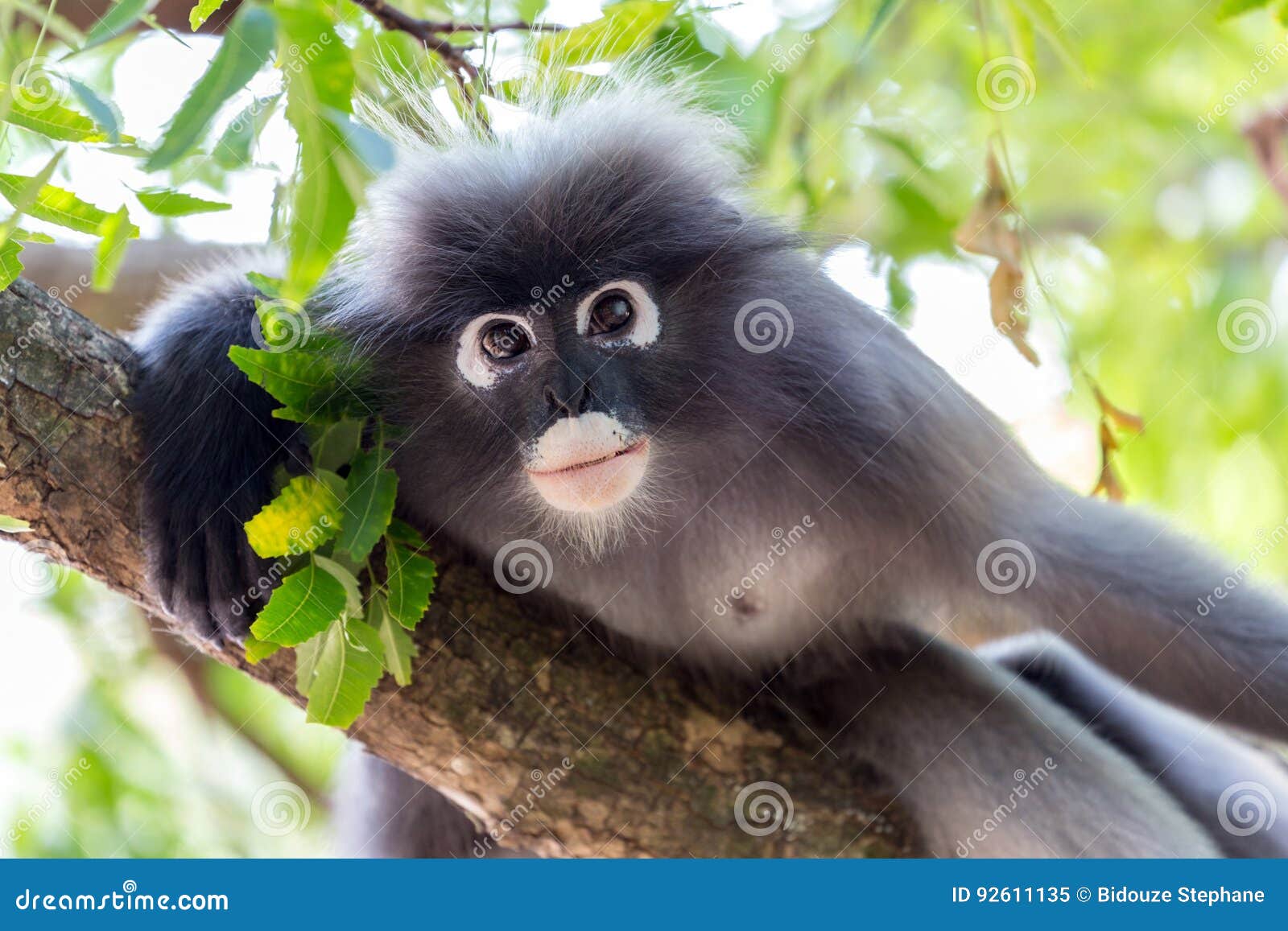Spectacled Langur Monkey Portrait Stock Image - Image of trachypithecus ...