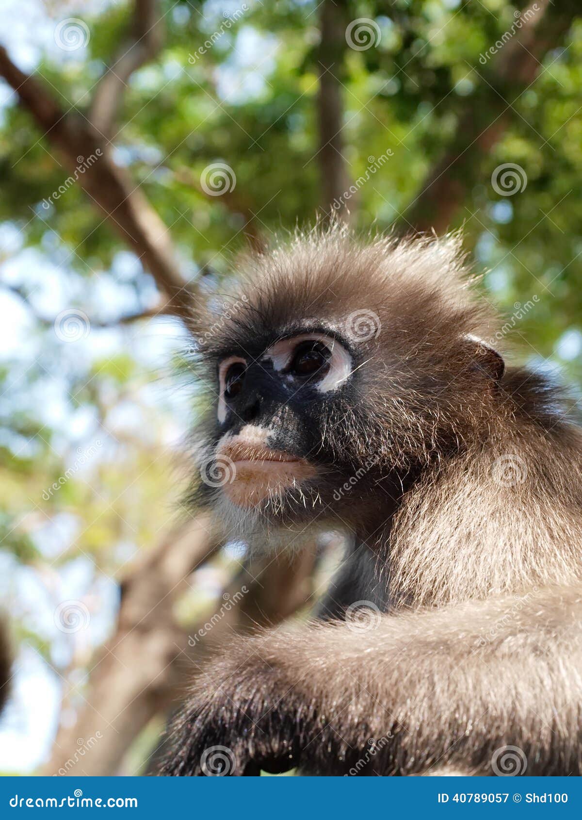 Spectacled Langur (Trachypithecus Obscurus) Close-up Stock Image ...