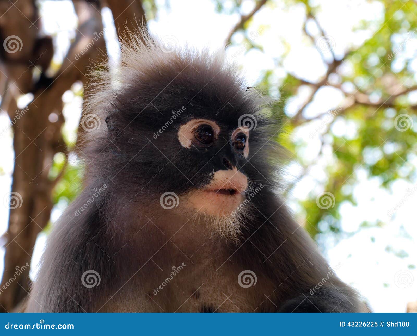 Spectacled Langur (Trachypithecus Obscurus) Close-up Stock Image ...