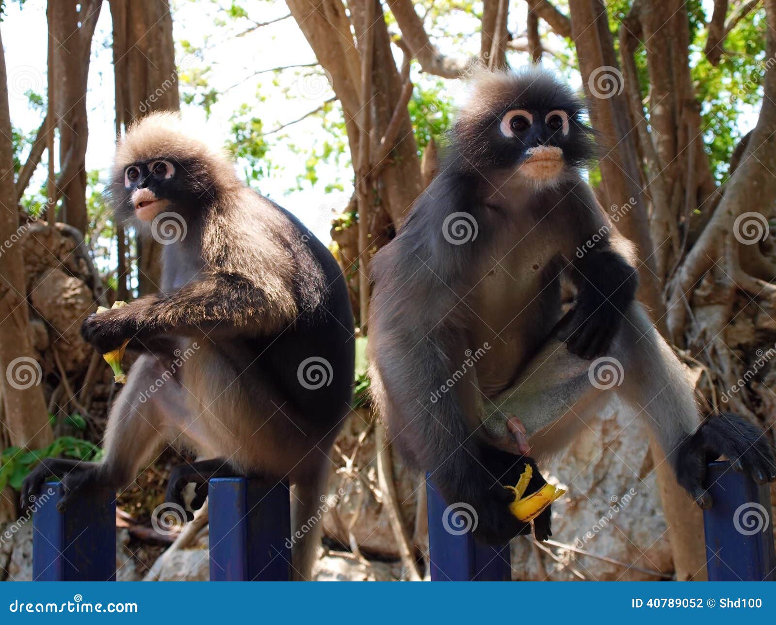 Spectacled Langurs (Trachypithecus Obscurus) Eating Banana Stock ...