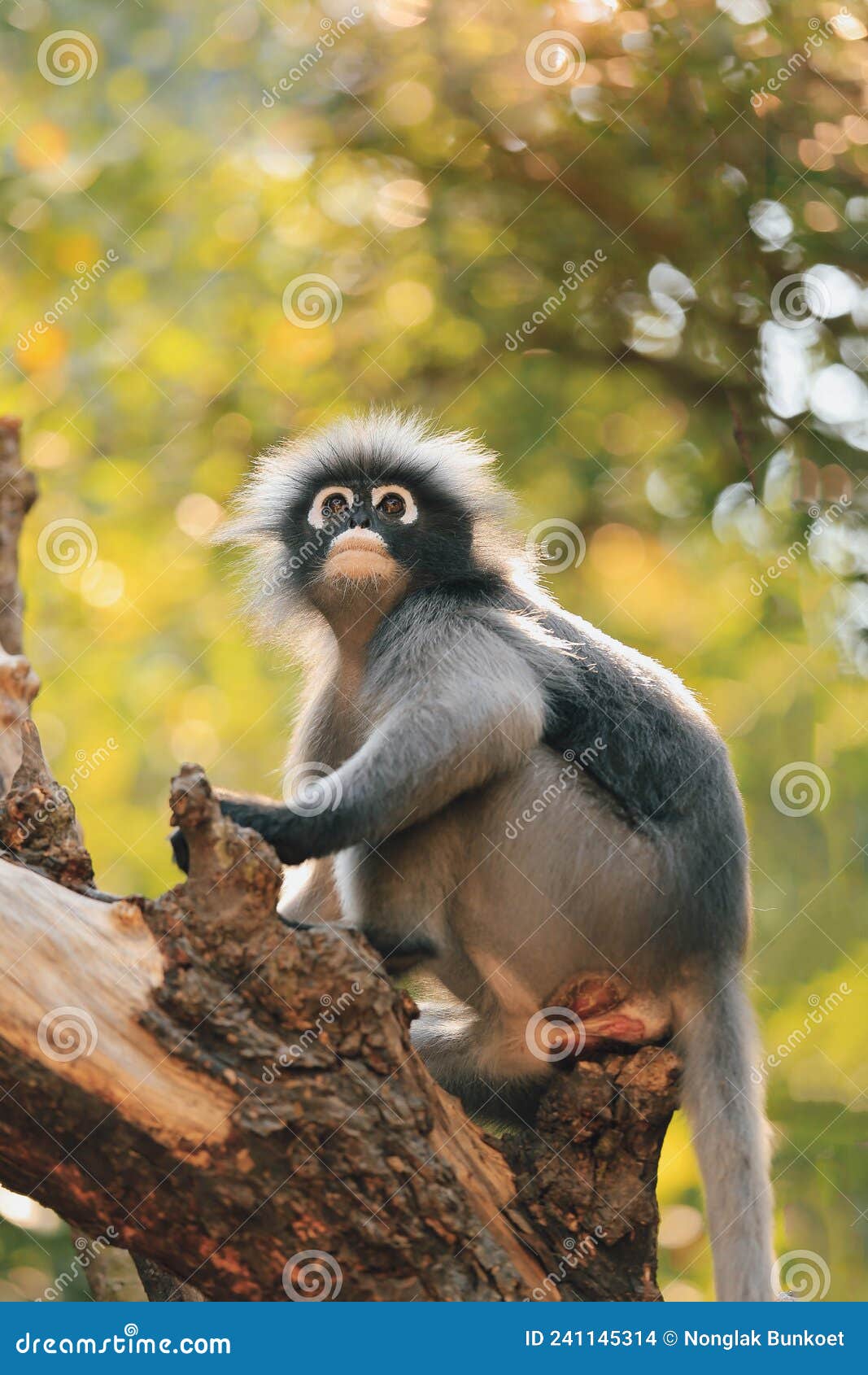 Spectacled Leaf Monkey in Tropical Forest Stock Photo - Image of life ...