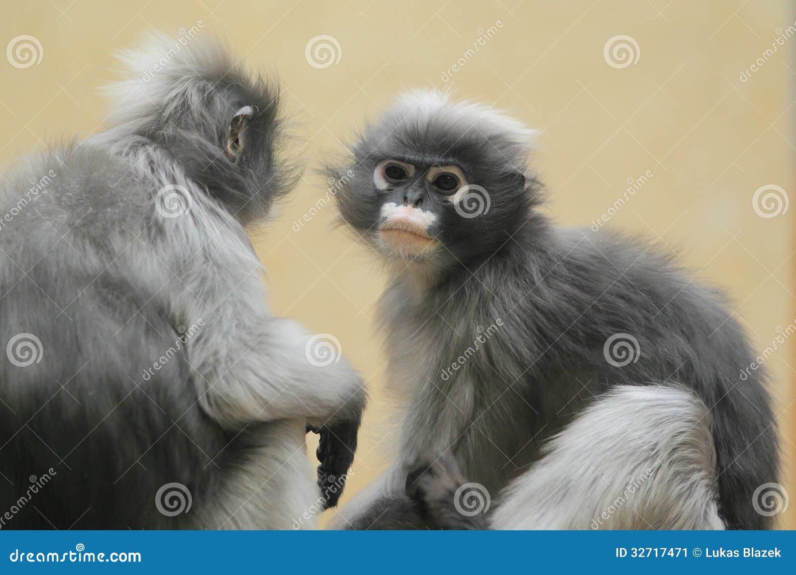 Spectacled leaf monkey stock image. Image of dusky, sitting - 32717471