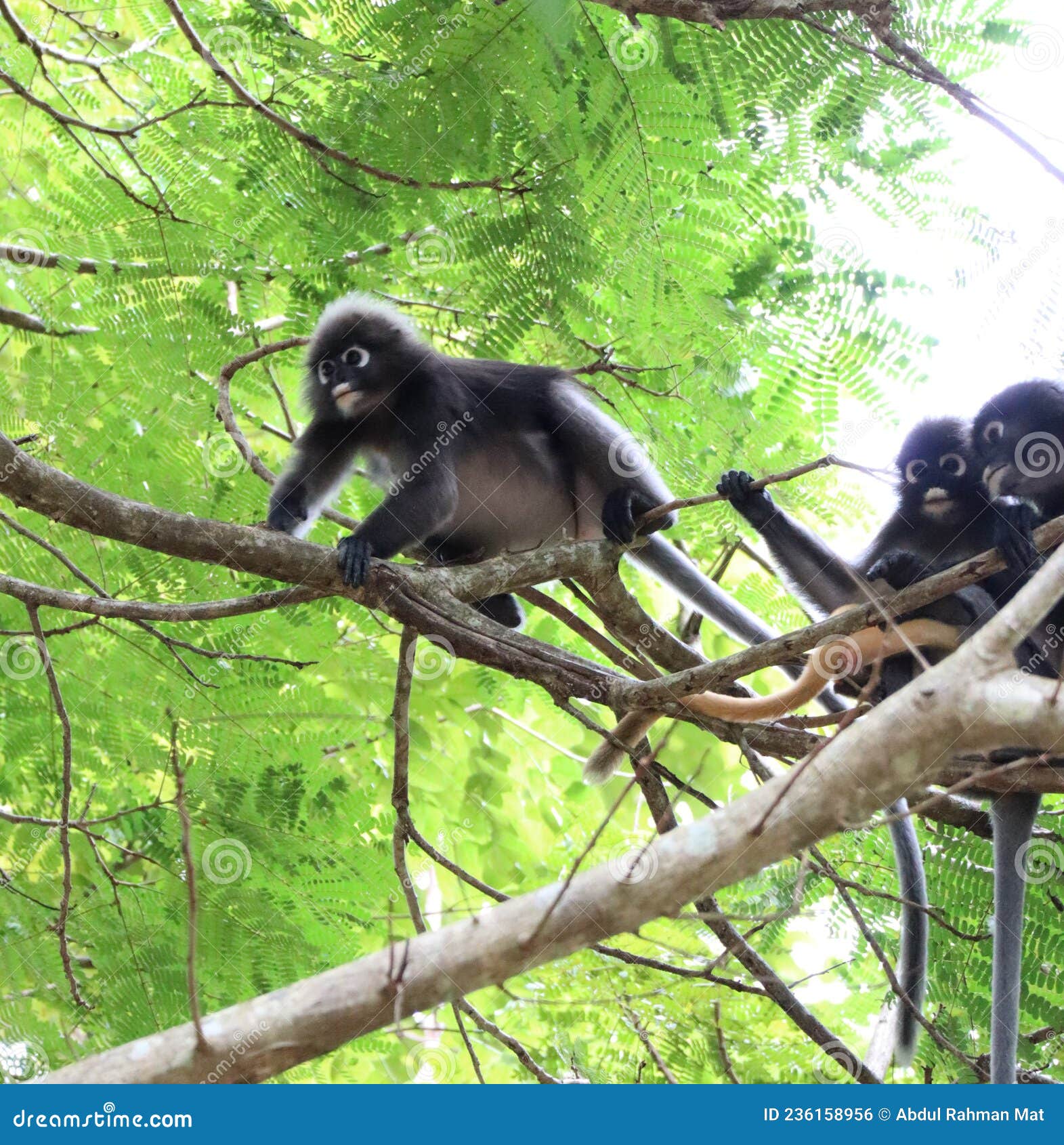 The spectacled leaf monkey stock photo. Image of primate - 236158956