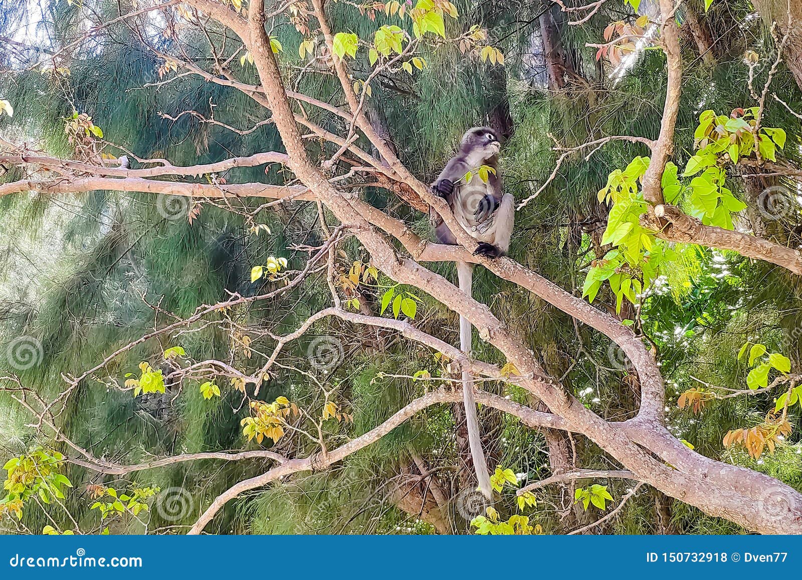 Spectacled Monkey Sitting on a Tree and Tearing Leaves Stock Photo ...